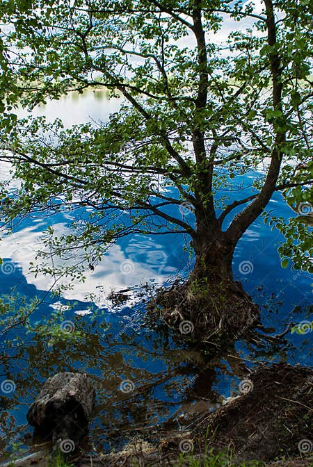 Tree growing in water stock image. Image of cloud, roots - 59506159