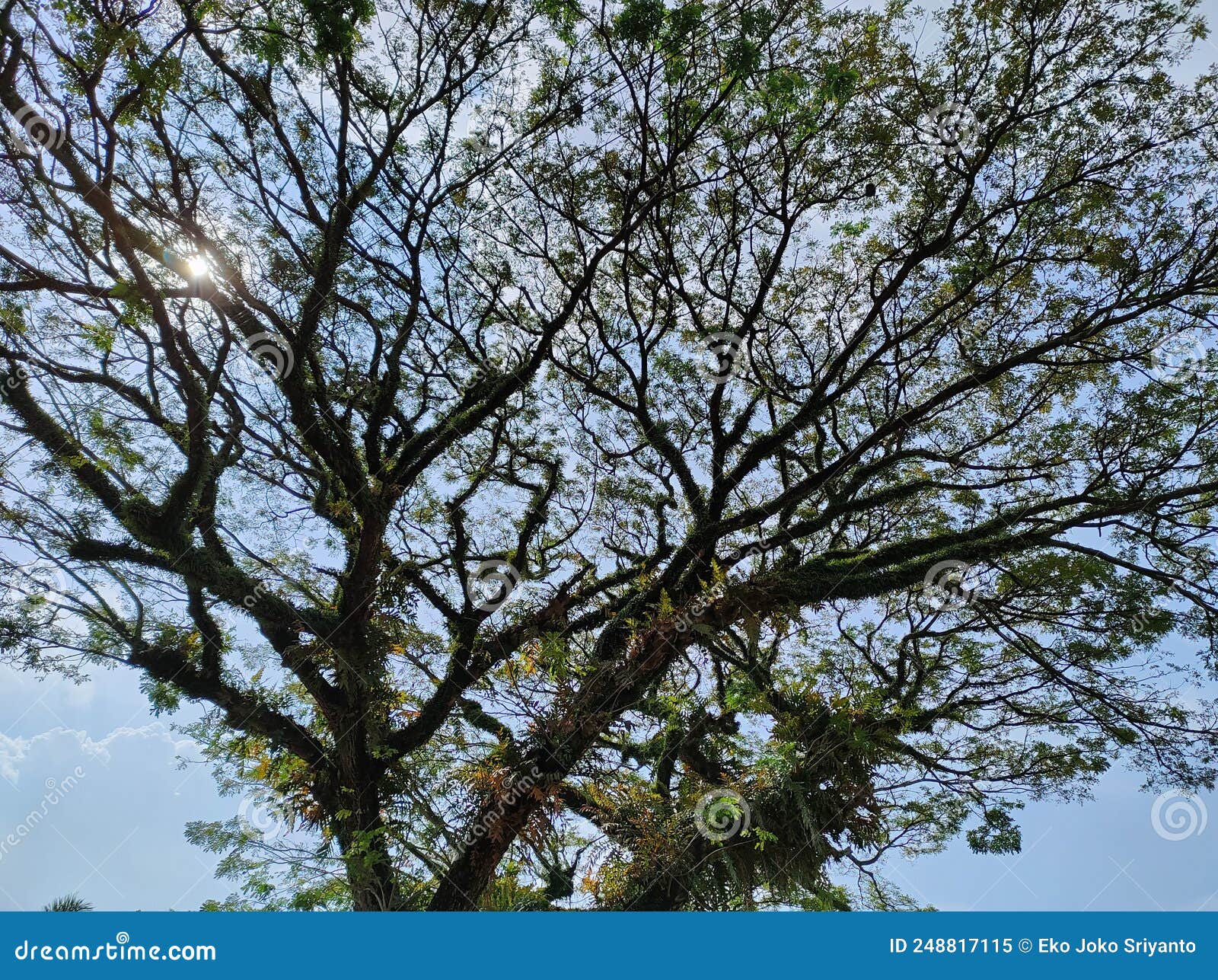 A Tree Growing Wild in a Garden in the City Stock Image - Image of ...