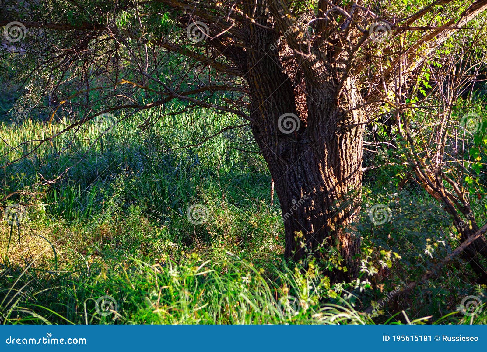 Tree growing into the wild stock image. Image of nature - 195615181
