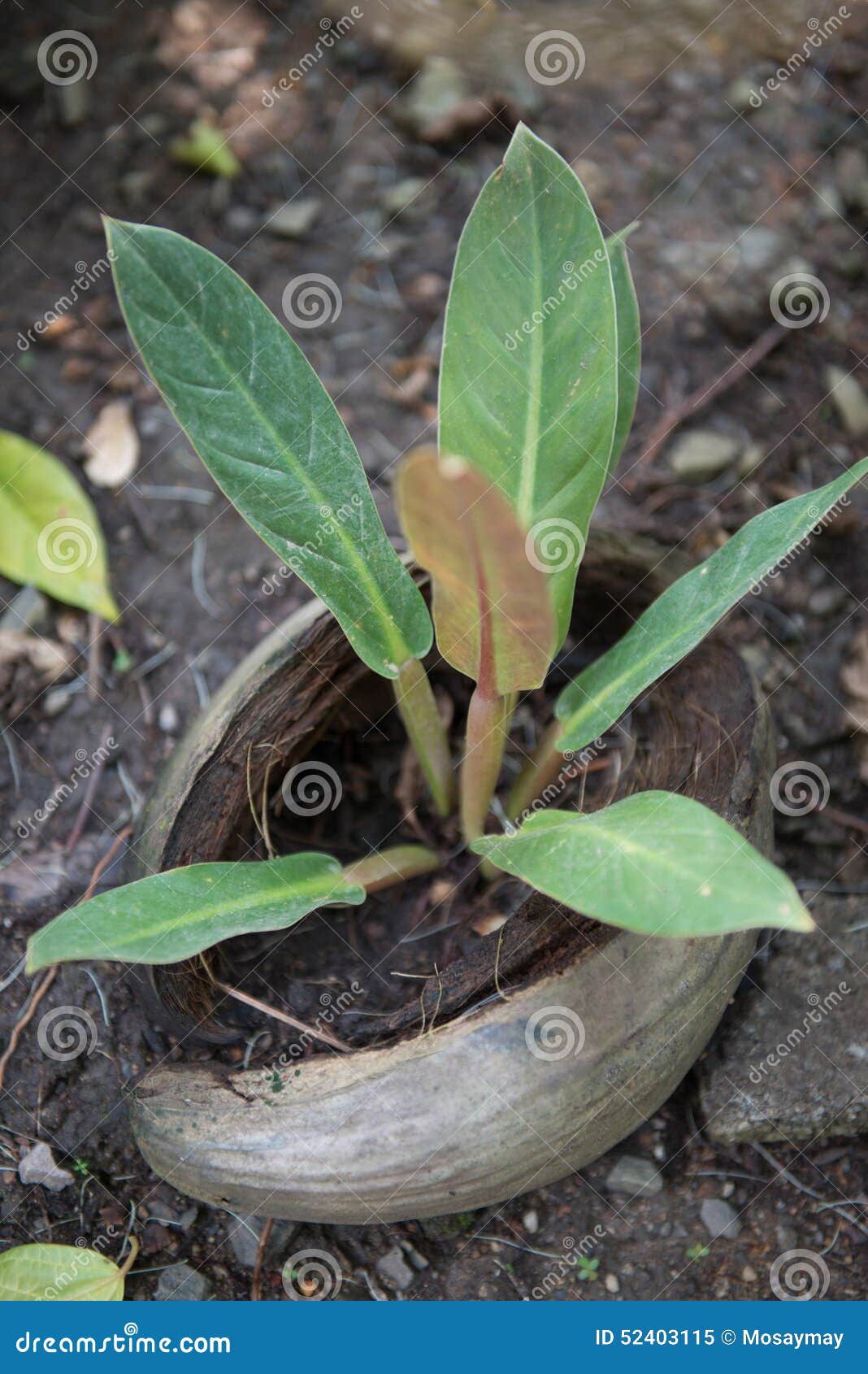Tree Grown in Coconut Shell Stock Image - Image of grow, nature: 52403115