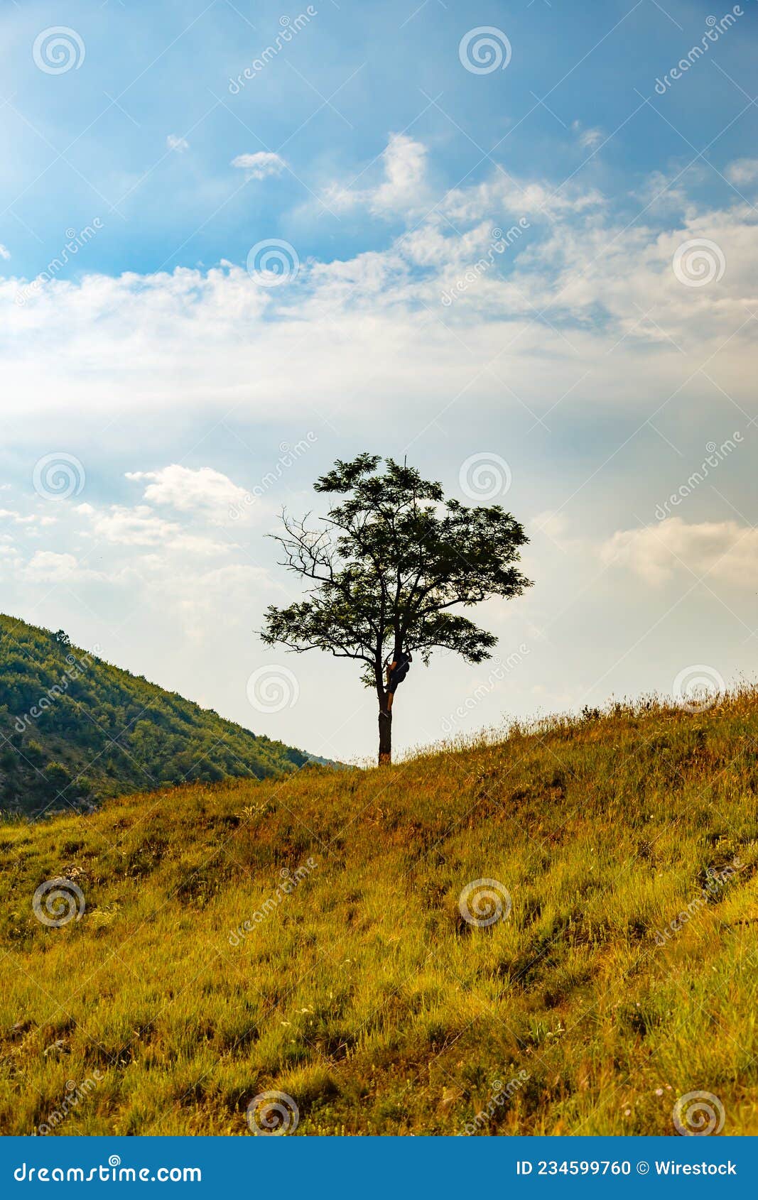 Tree Grown in the Field in Spring Stock Photo - Image of landscape ...