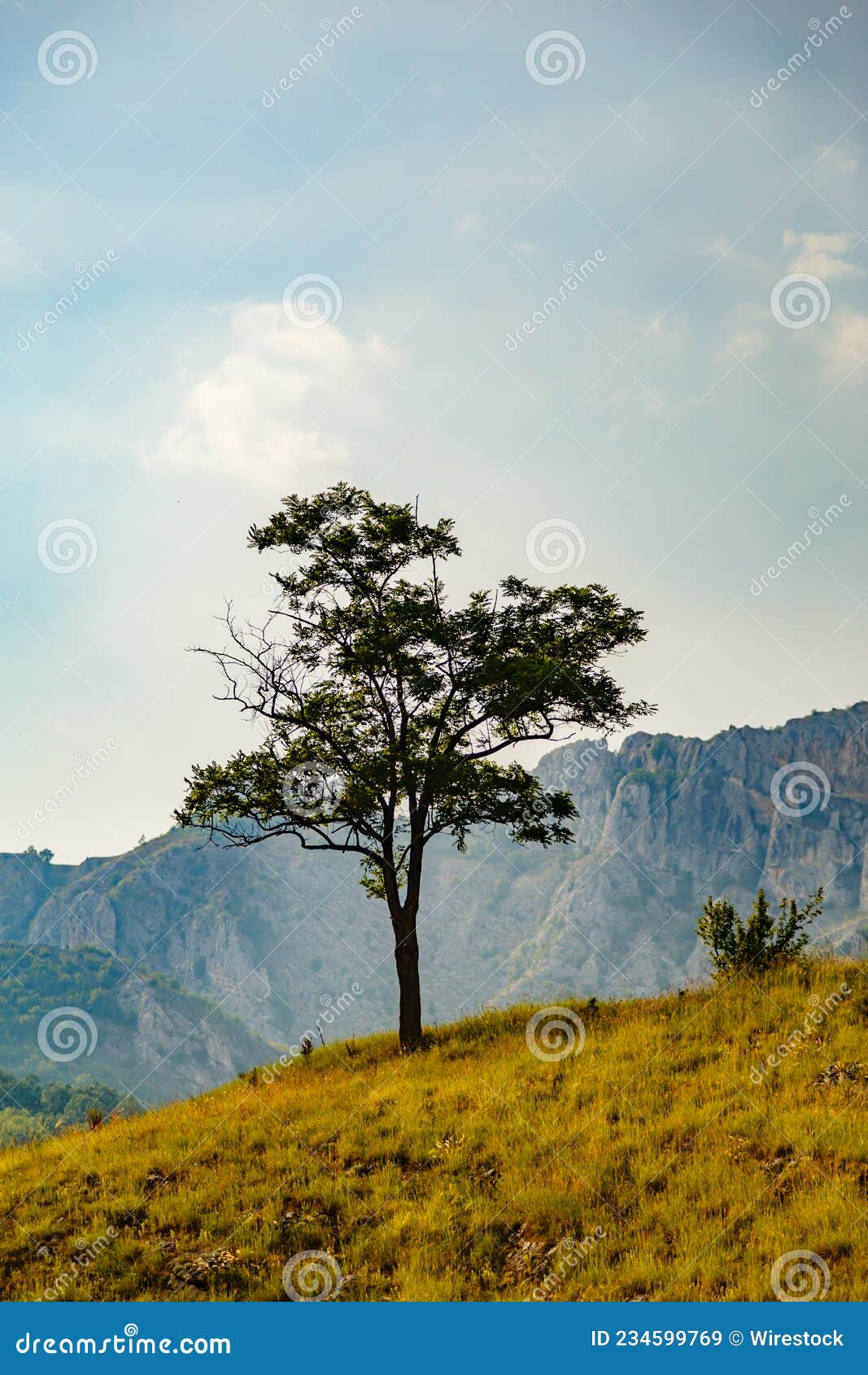 Tree Grown in the Field in Spring Stock Image - Image of tree, growth ...
