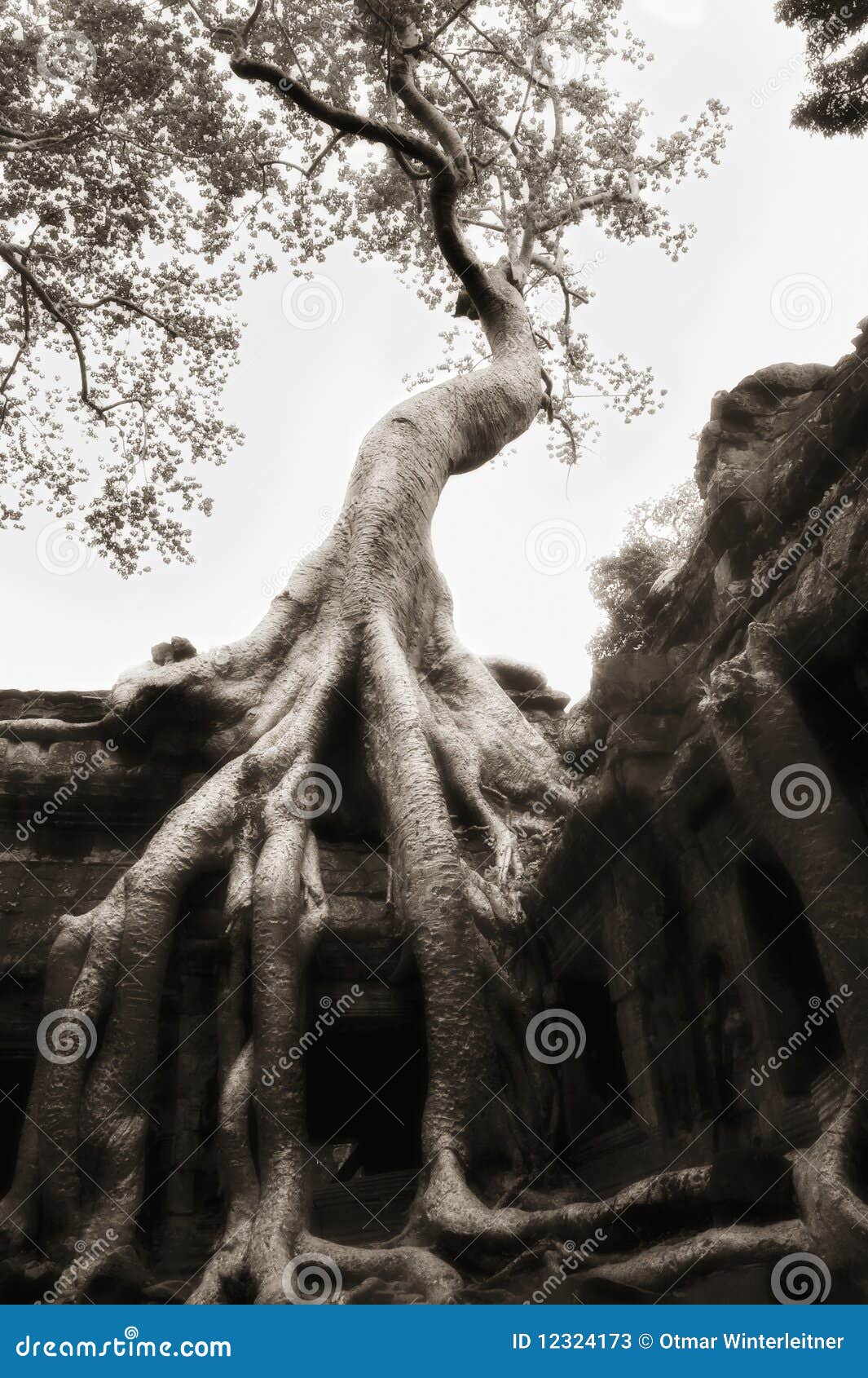 Tree Grown Over Ta Prohm Temple Walls, V2 Stock Image - Image of ...