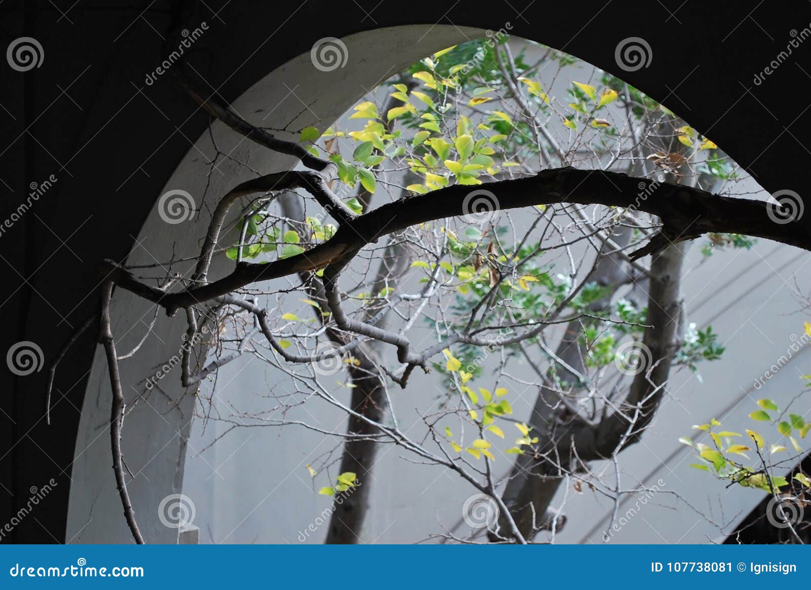 Tree Grows into Abandoned House, Breakthrough Concept Stock Image ...