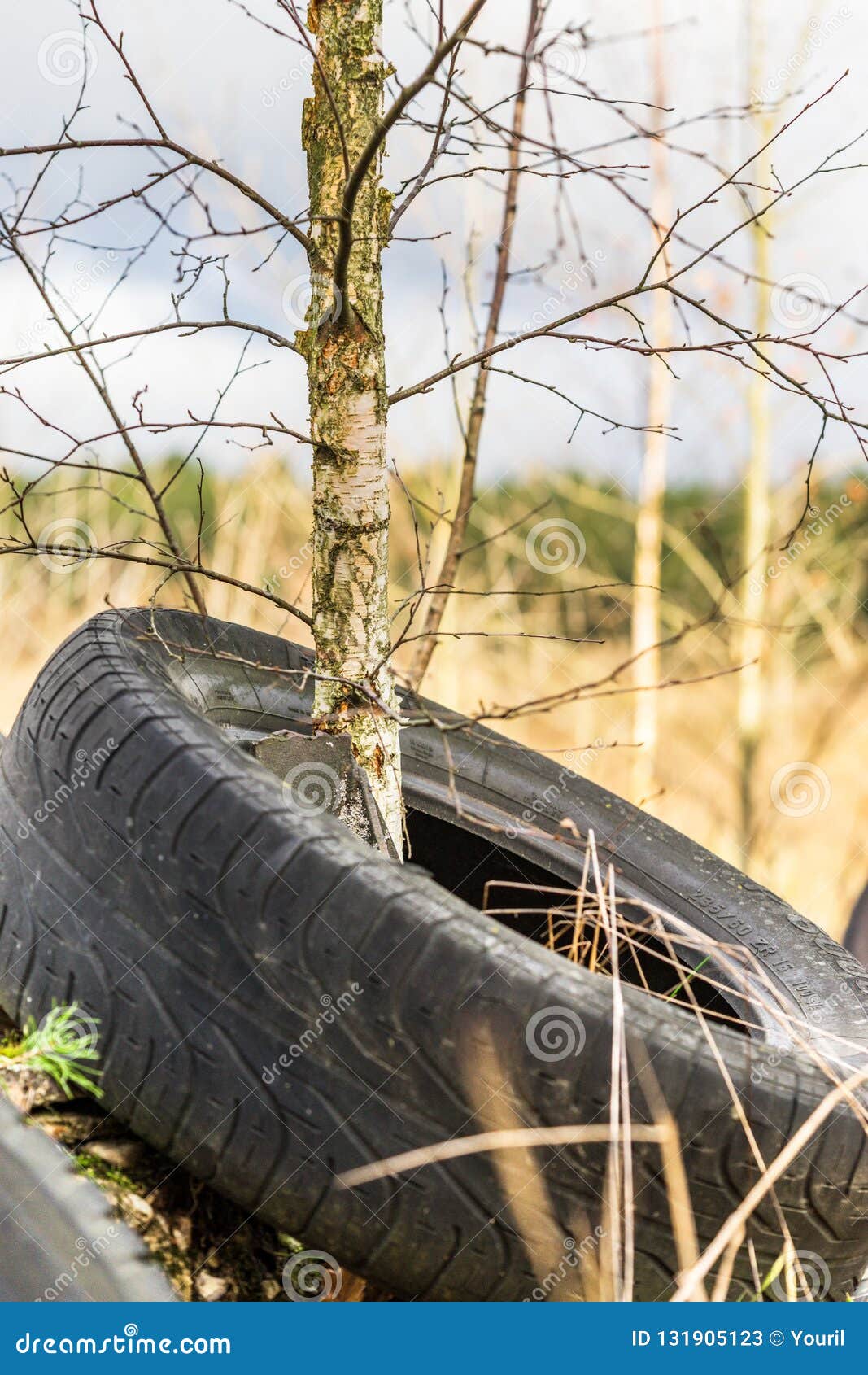 The Tree Grows Across Old Discarded Tyre Stock Image - Image of ...
