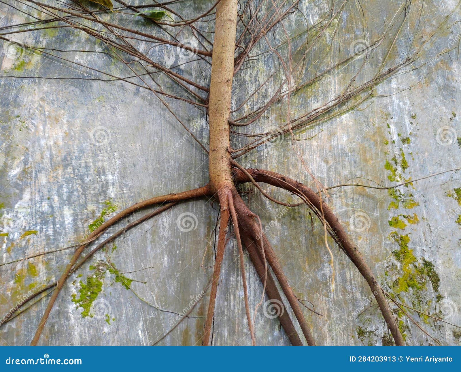 A Tree that Grows Attached To the Wall Stock Image - Image of deciduous ...