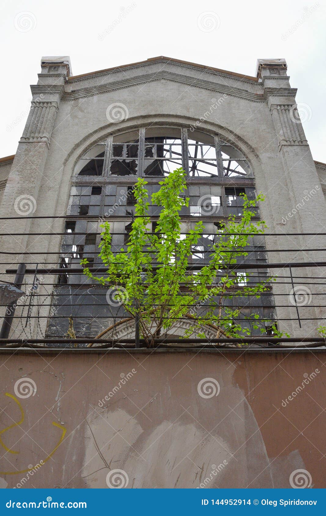 Tree Grows on the Background of an Abandoned Factory Stock Photo ...