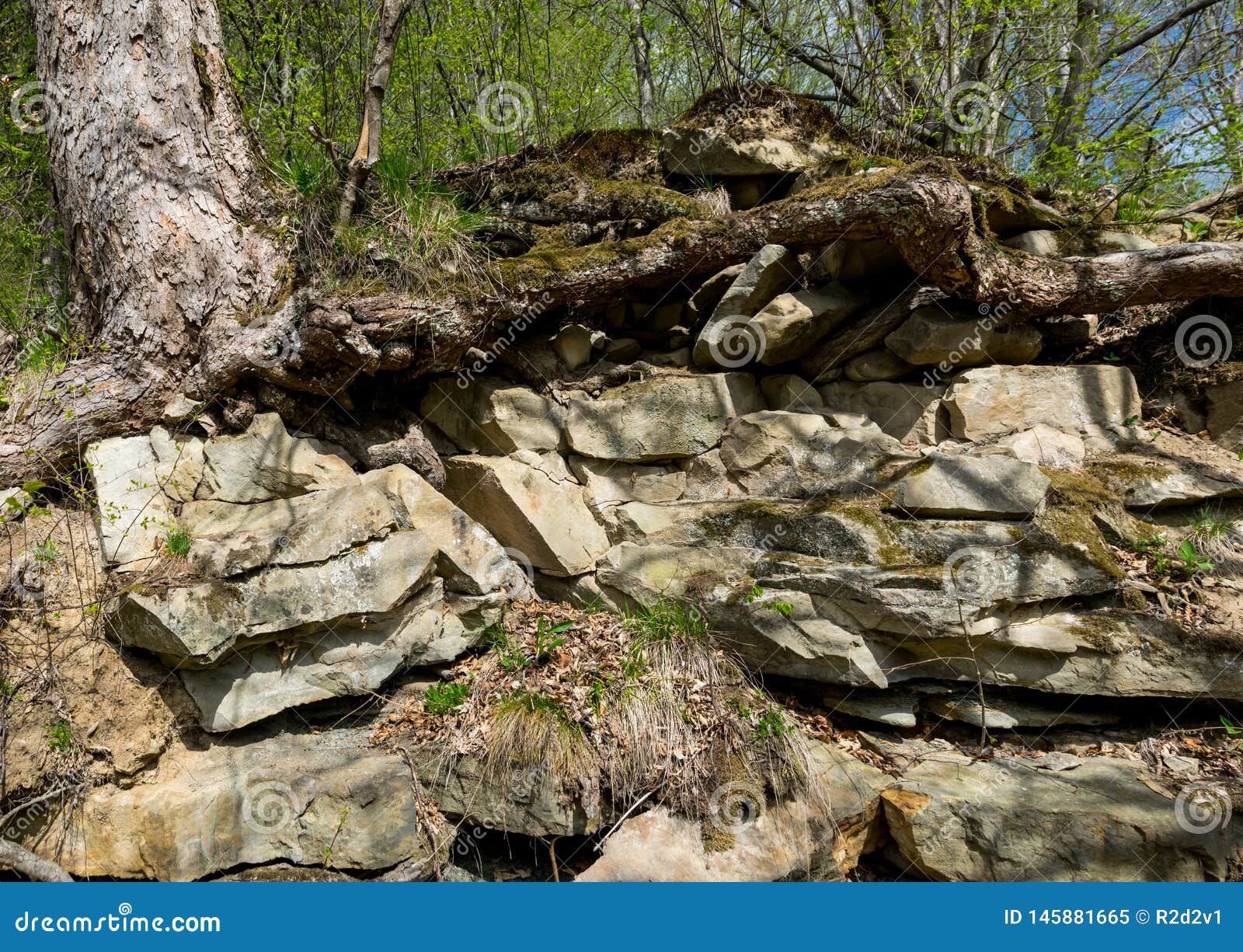 Tree roots on stones stock image. Image of stones, wood - 145881665