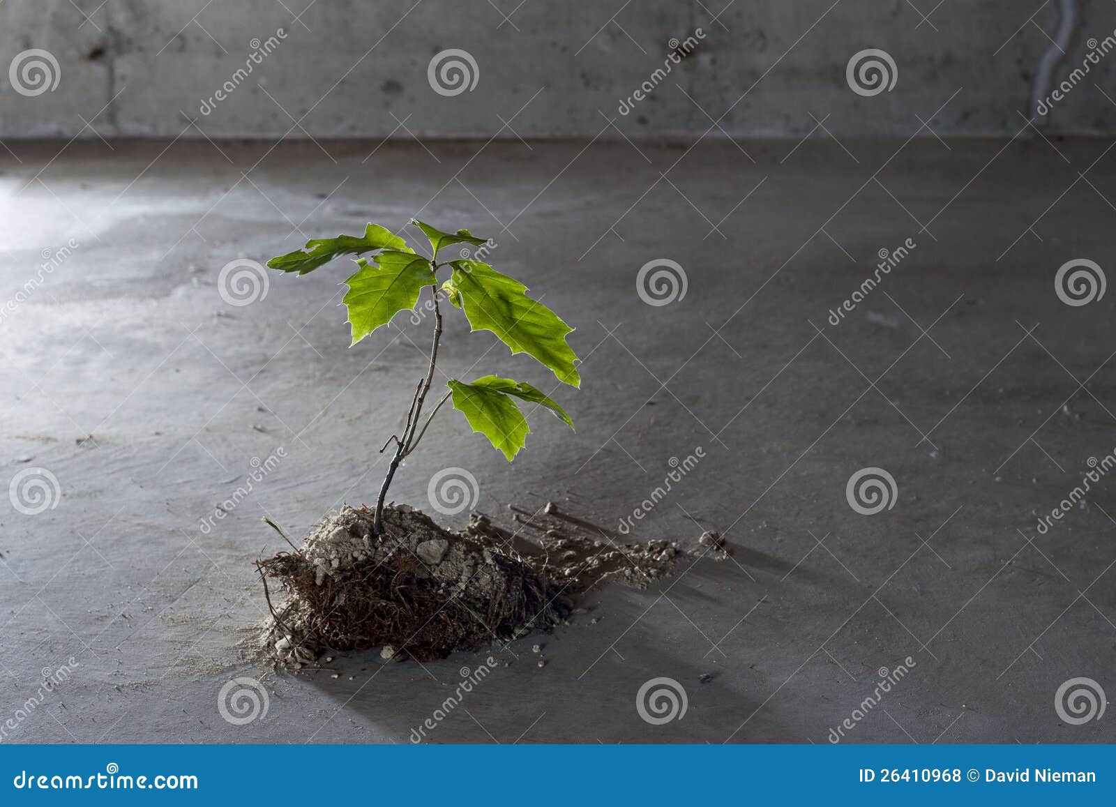 Tree Grows from Concrete stock photo. Image of tree, pavement - 26410968