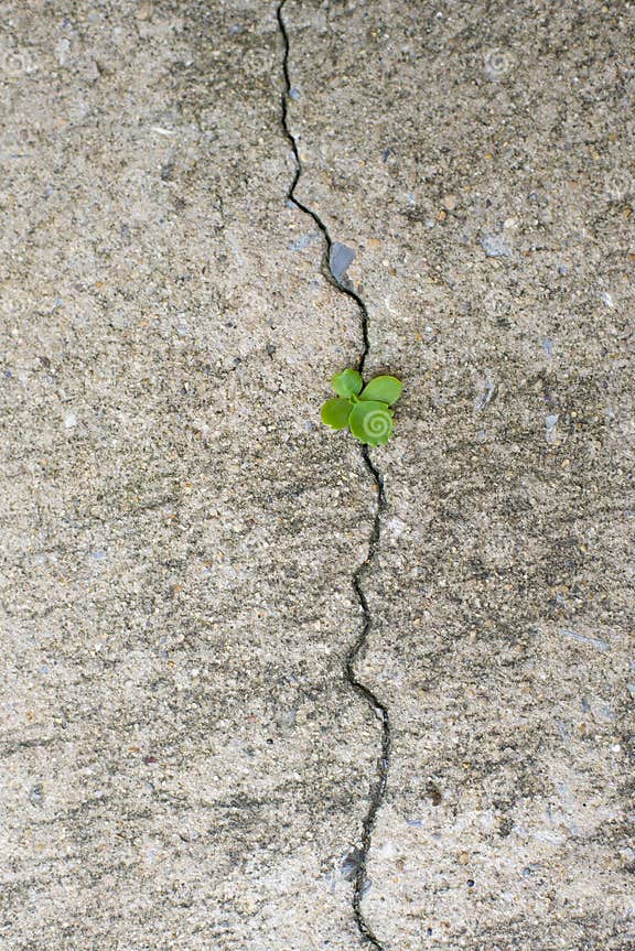 The Tree that Grows in the Cracks of the Ground Stock Photo - Image of ...