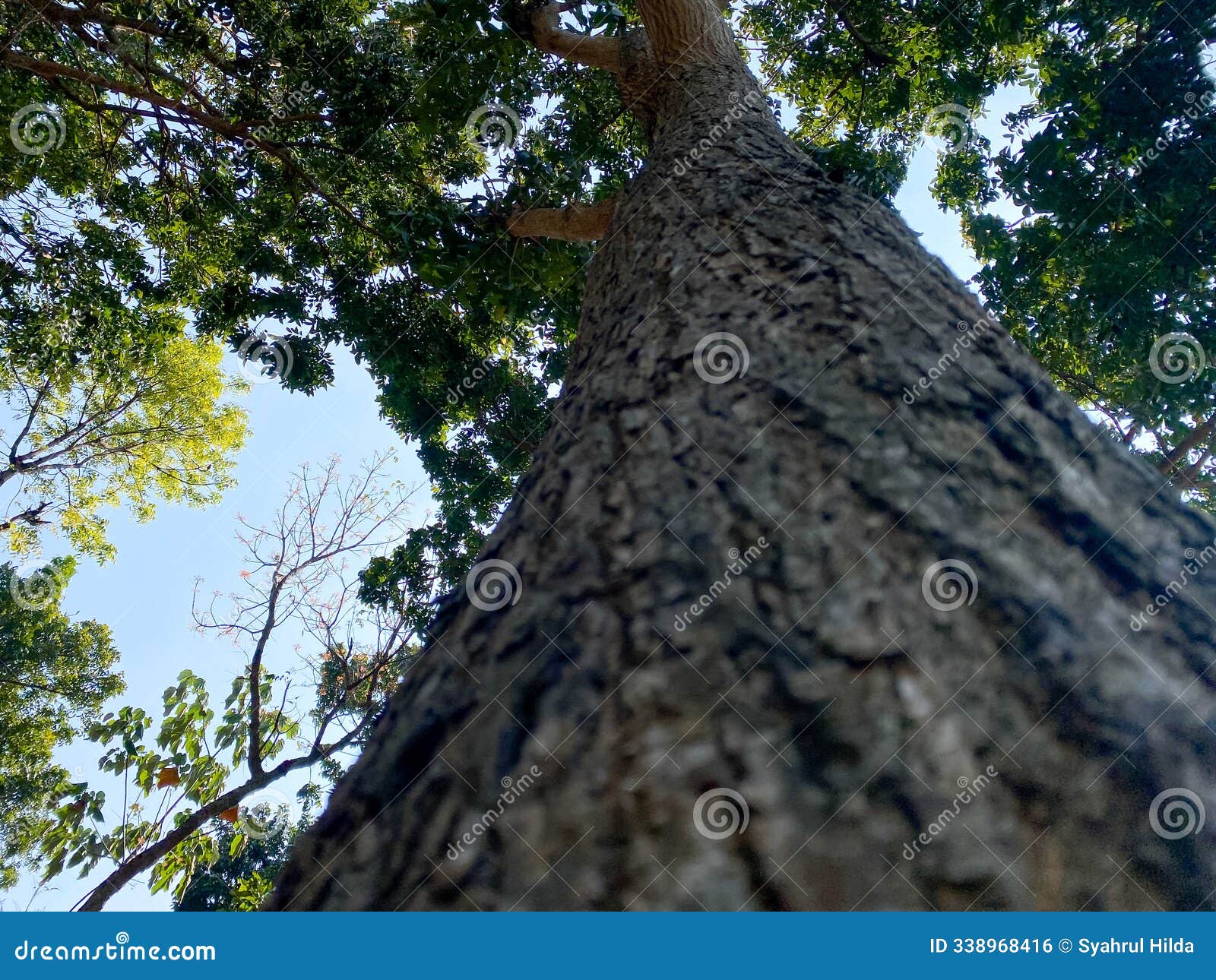 A Tree that Grows Dense and Shady in the Middle of the Forest. Their ...