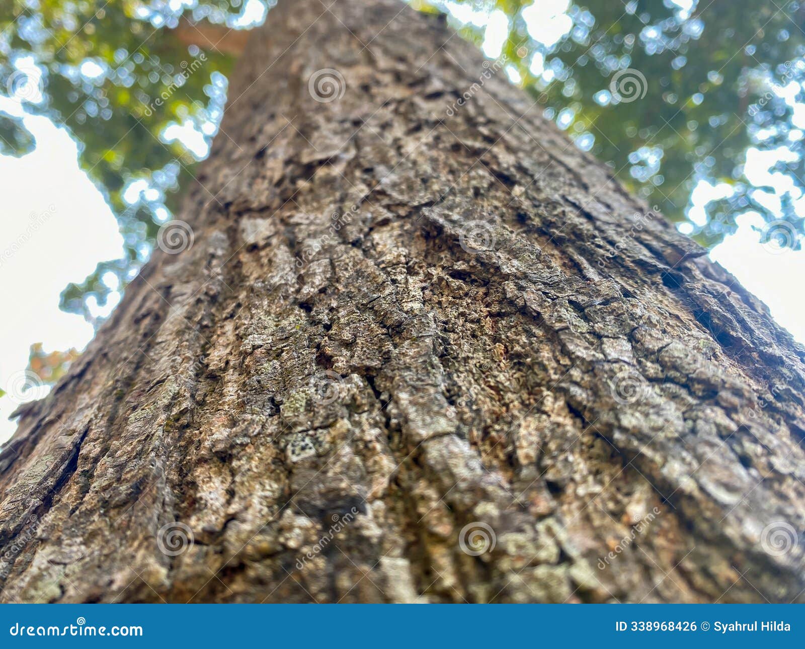 A Tree that Grows Dense and Shady in the Middle of the Forest. Stock ...