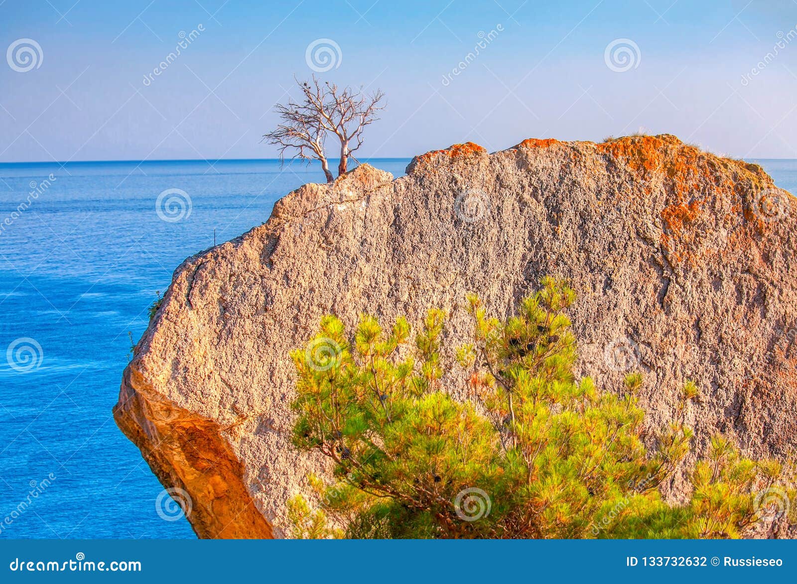 Tree growing on the cliff stock photo. Image of tourism - 133732632