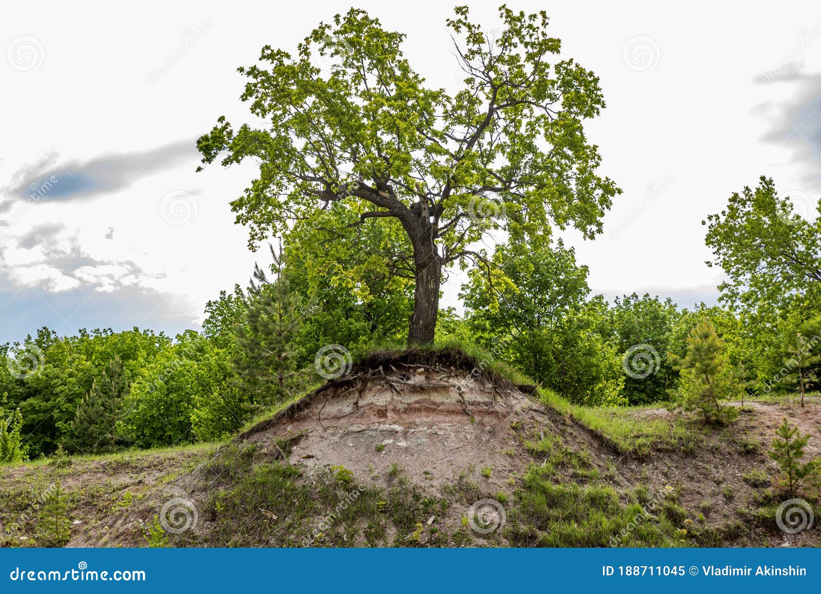Bare Roots Hang in the Air and Cling To the Slope Stock Image - Image ...