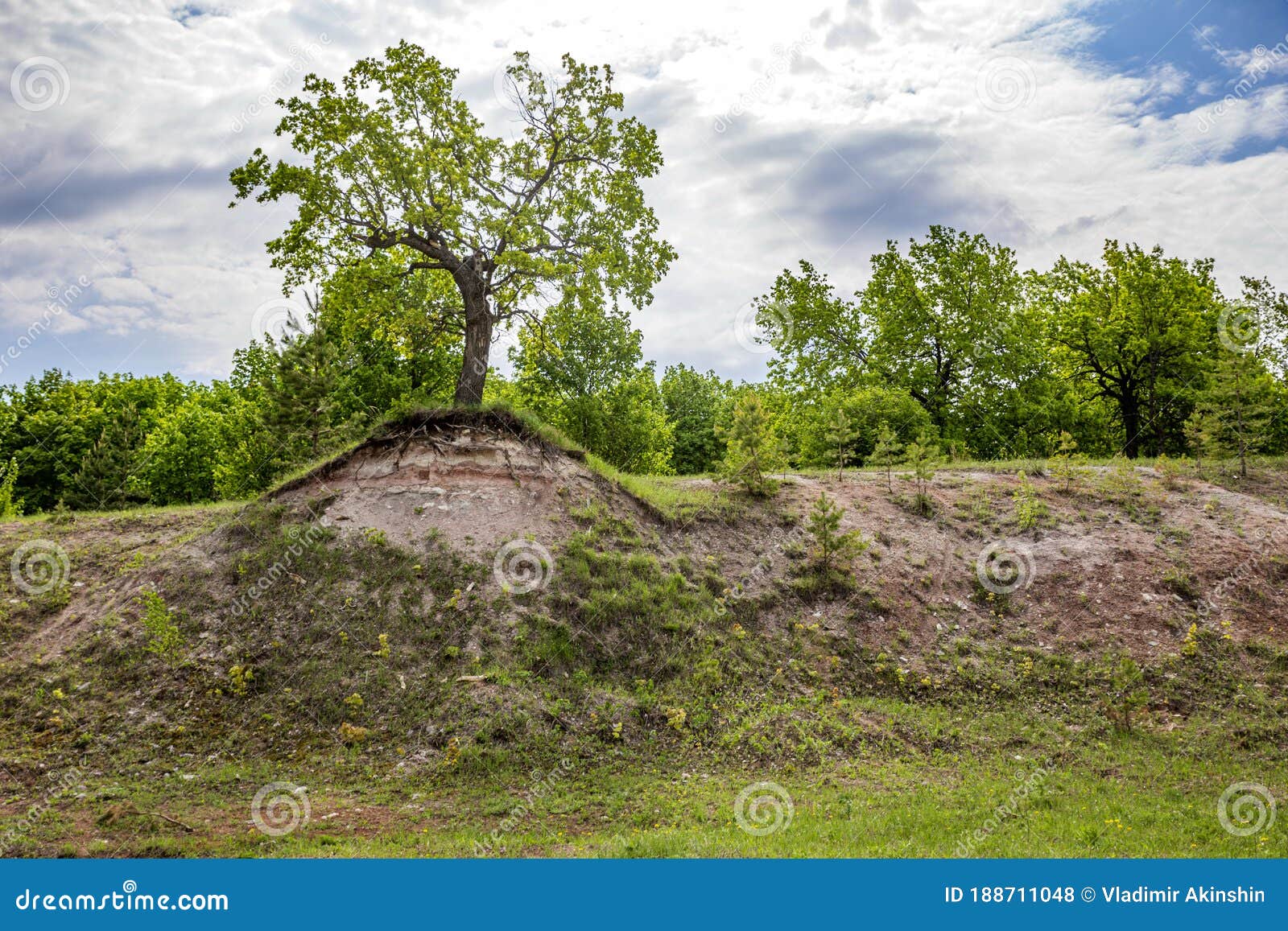 Bare Roots Hang in the Air and Cling To the Slope Stock Photo - Image ...
