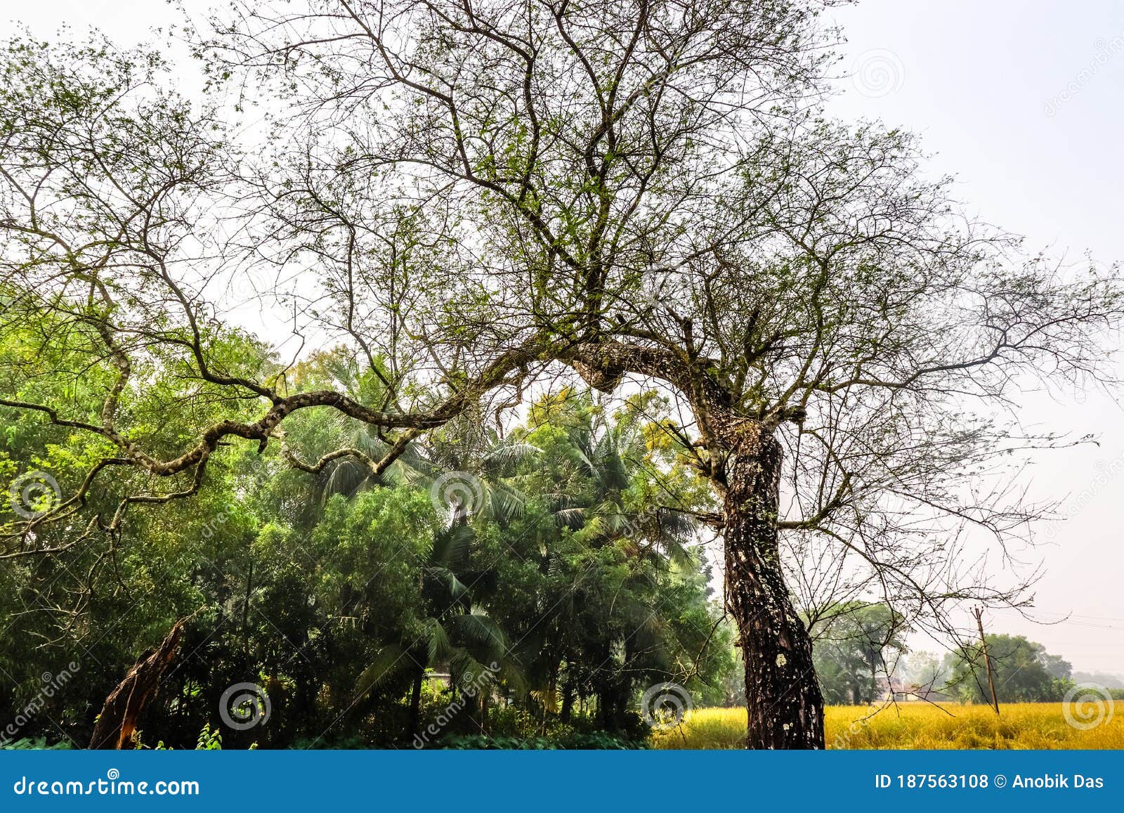 Tree Grows in Horizontal Direction Stock Photo - Image of horizon ...