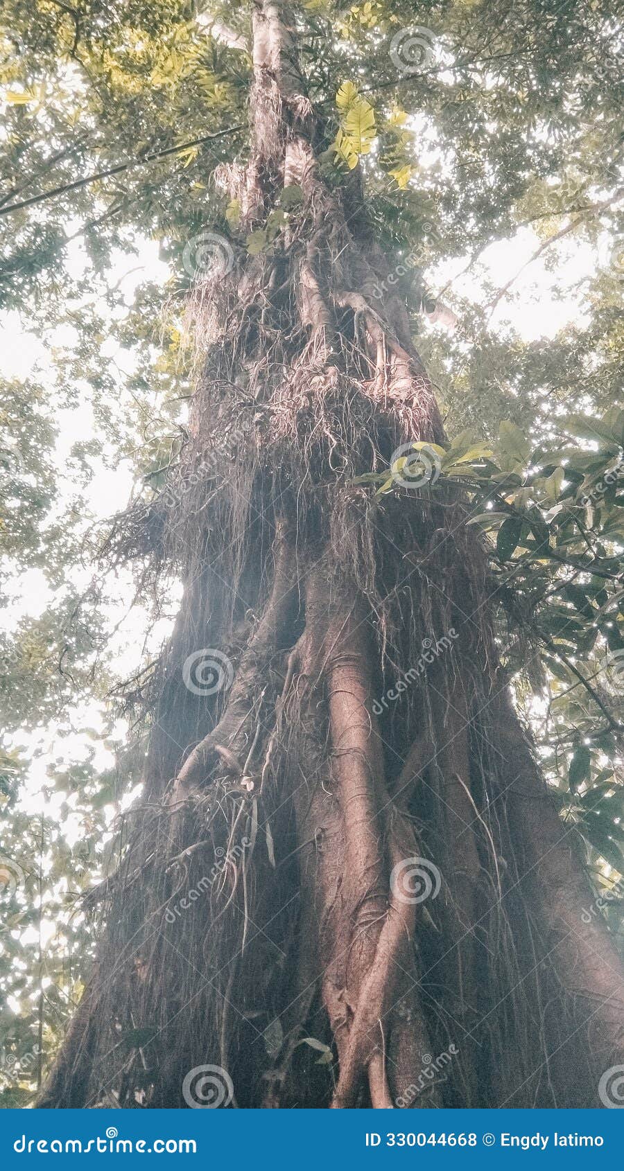 A Tree that only Grows on the Indonesian Island of Lombok Stock Photo ...