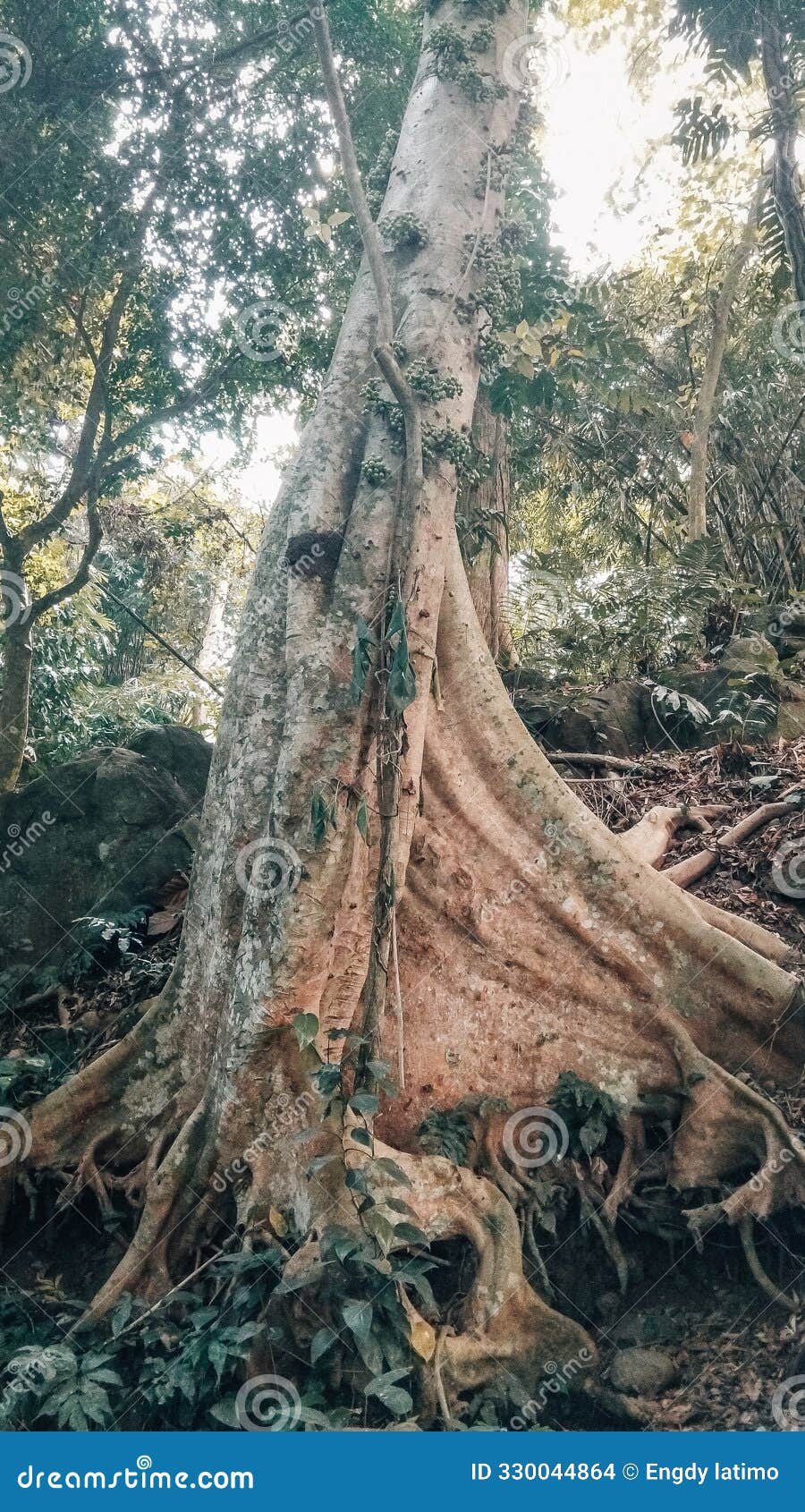 A Tree that only Grows on the Indonesian Island of Lombok Stock Photo ...