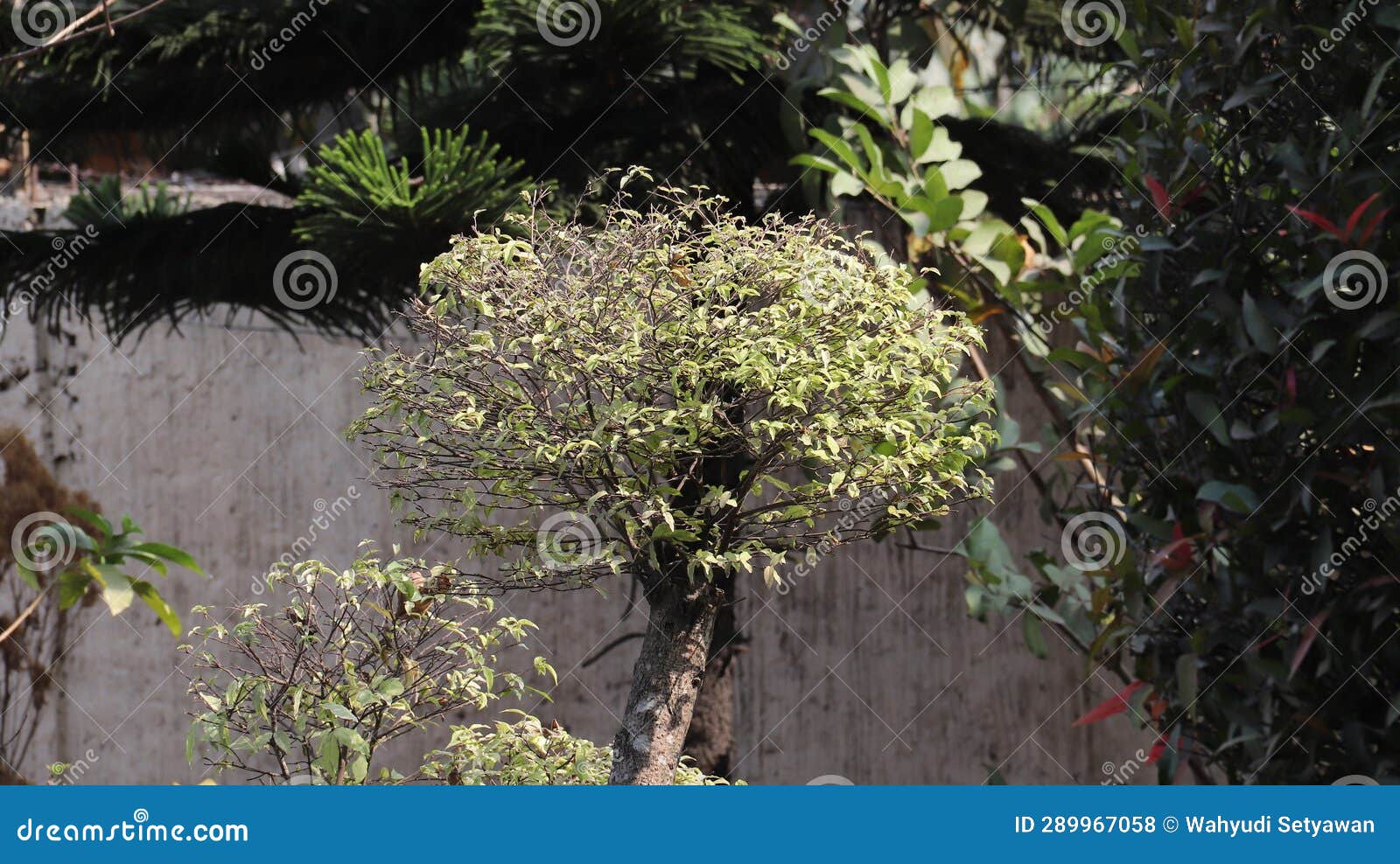 The Tree Grows in the Long Dry Season Stock Photo - Image of food ...