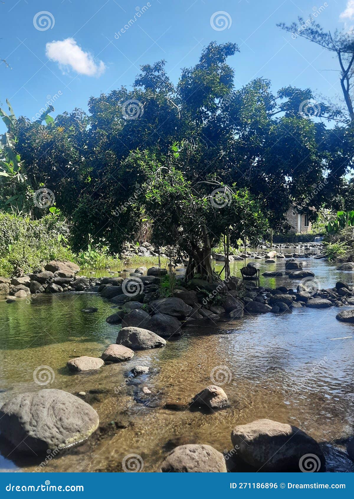 A Tree Grows in the Middle of the River Stock Photo - Image of tree ...
