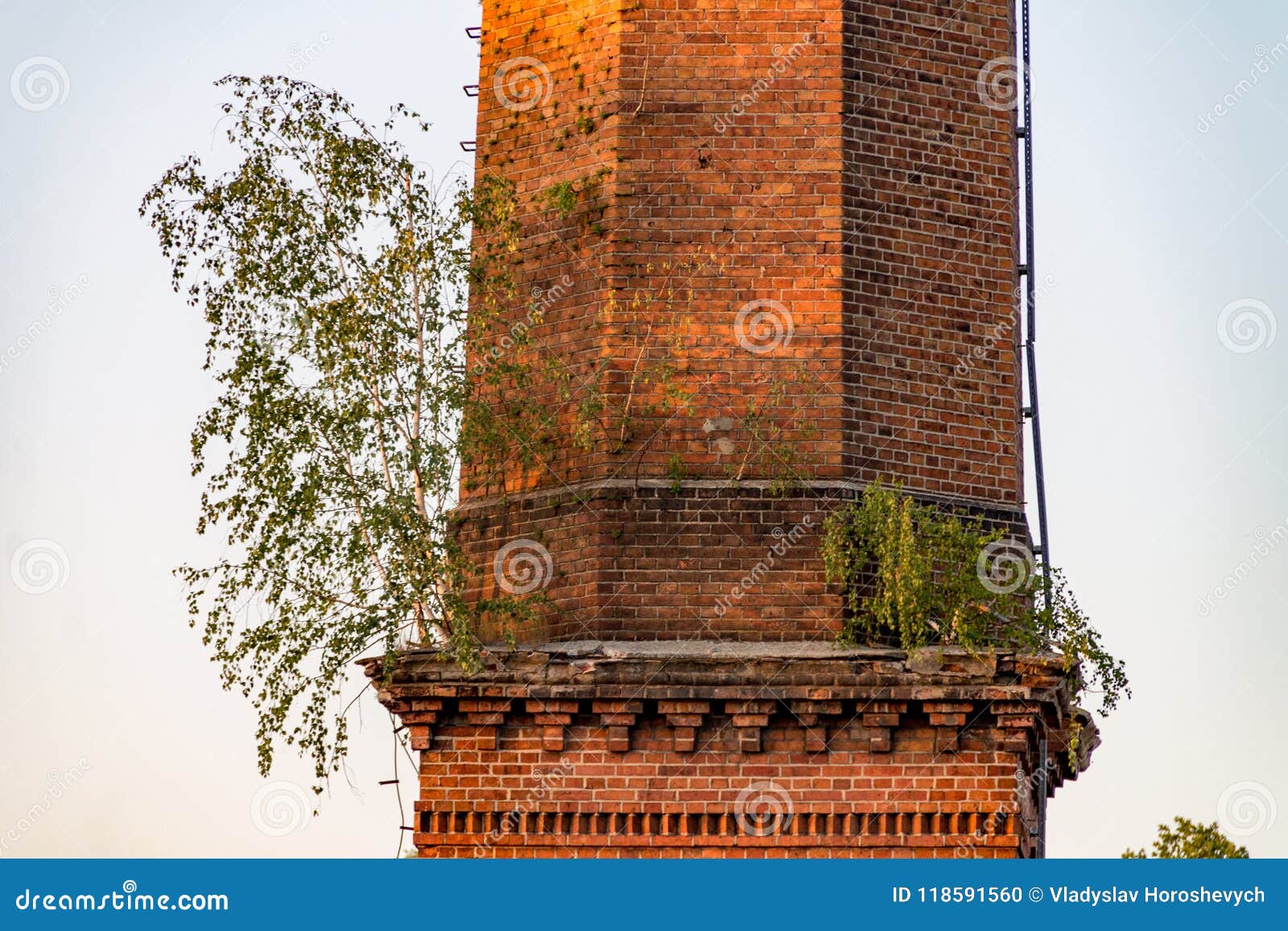 The Tree Grows on an Old Brick Chimney, Stock Photo - Image of ...