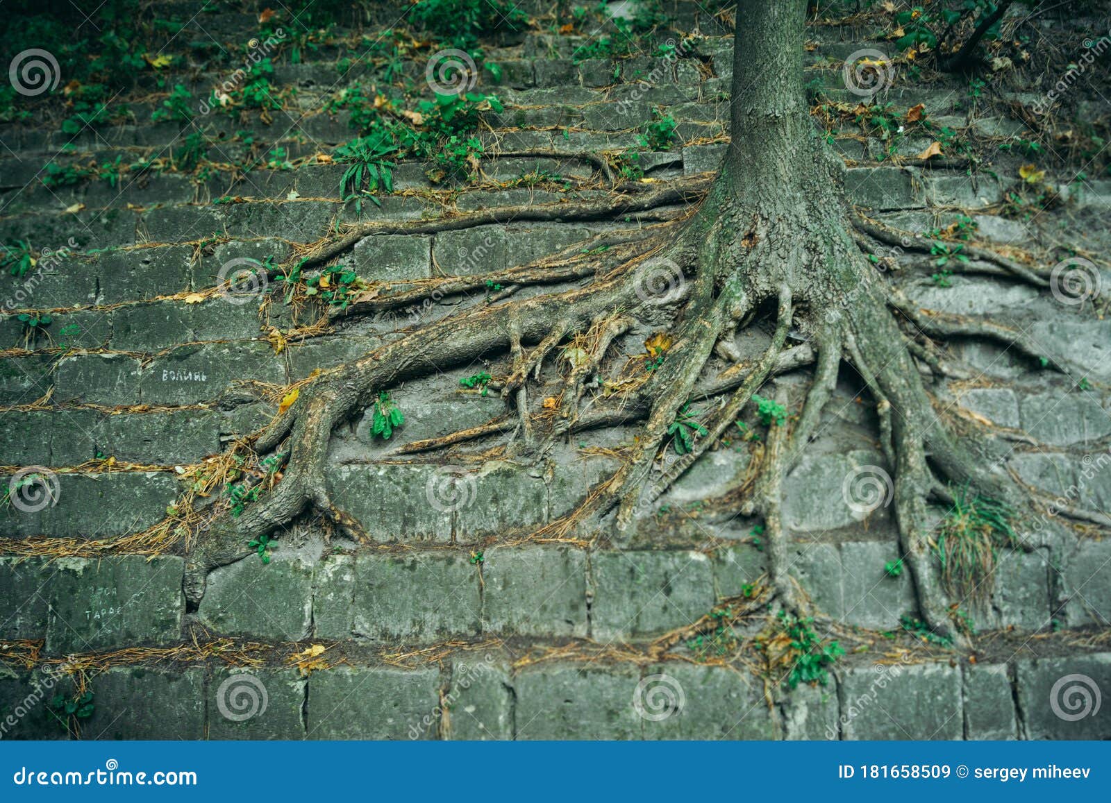 The Tree Grows Right on the Stone Wall Roots Up Stock Image - Image of ...