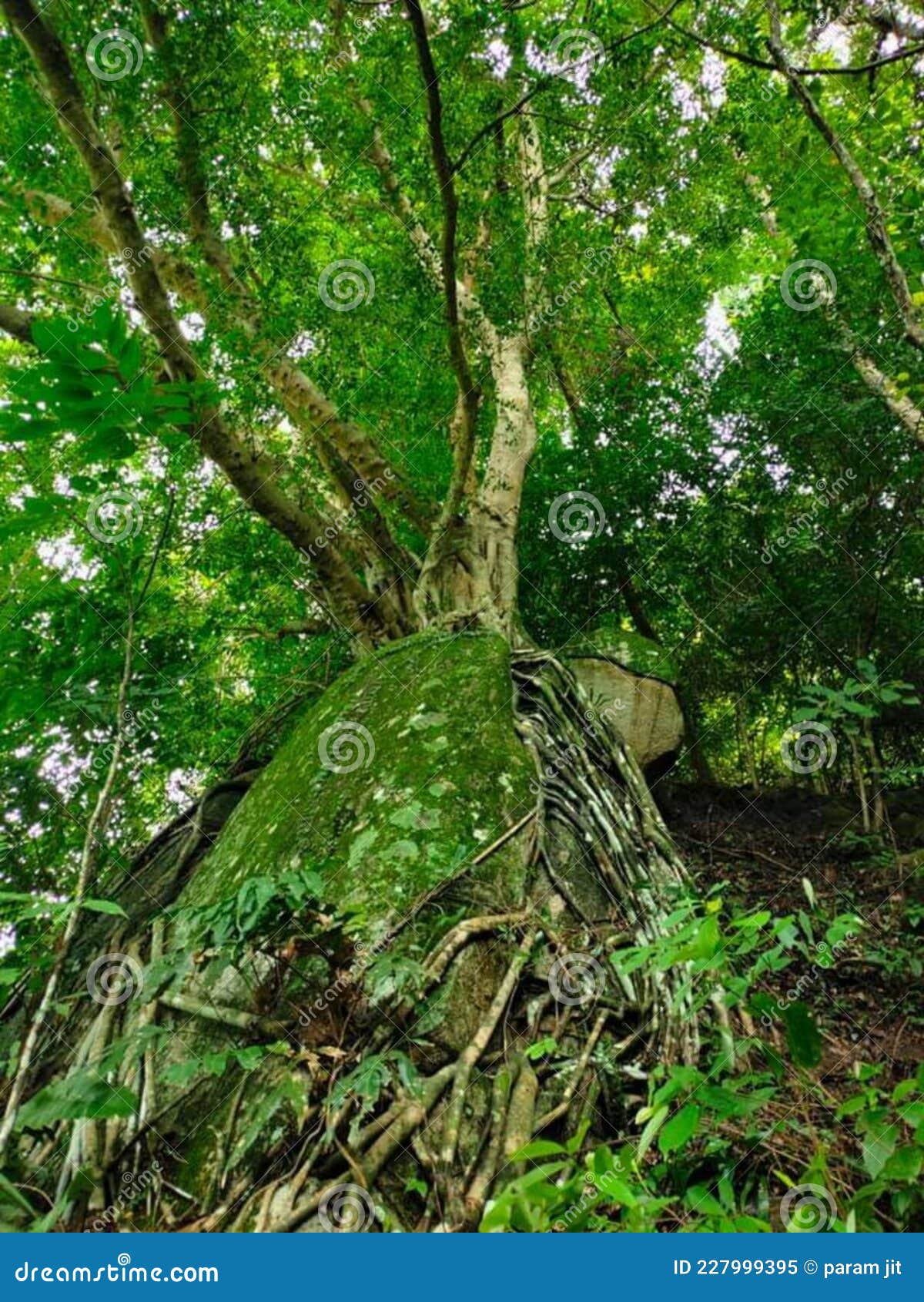 Tree Grows on Rock in the Jungle Stock Image - Image of grows, jungle ...