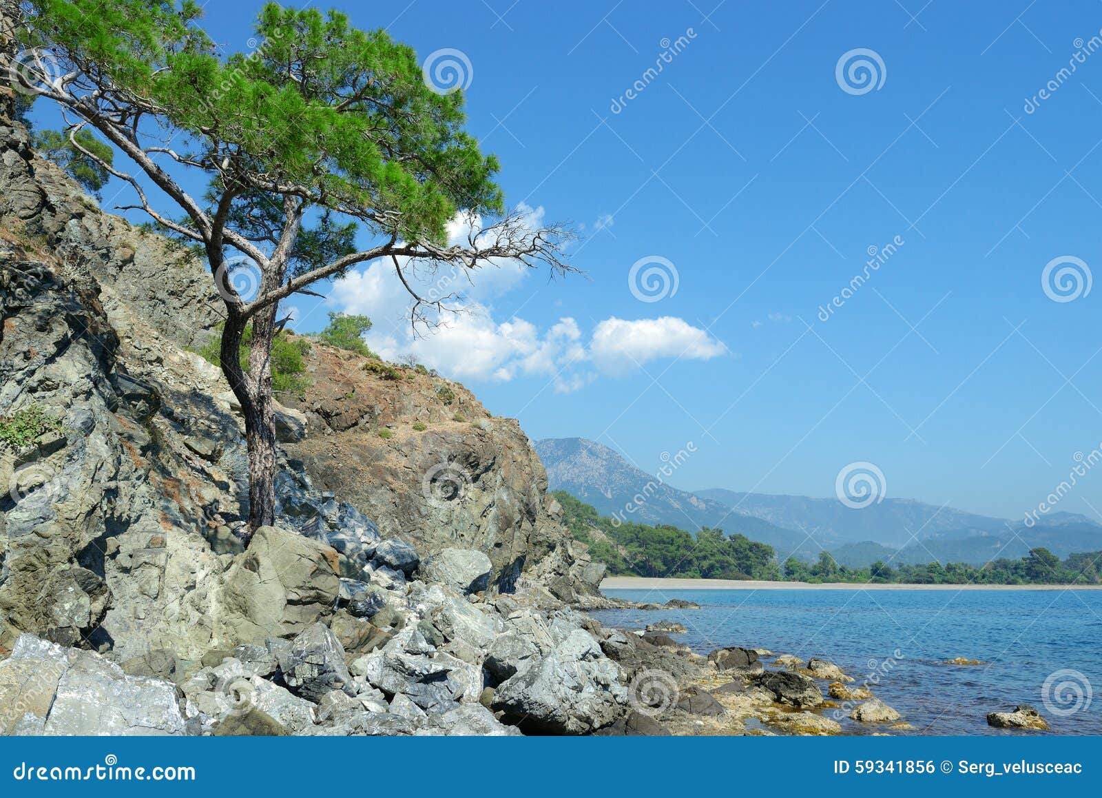 Tree grows on rocky shore stock photo. Image of hillside - 59341856