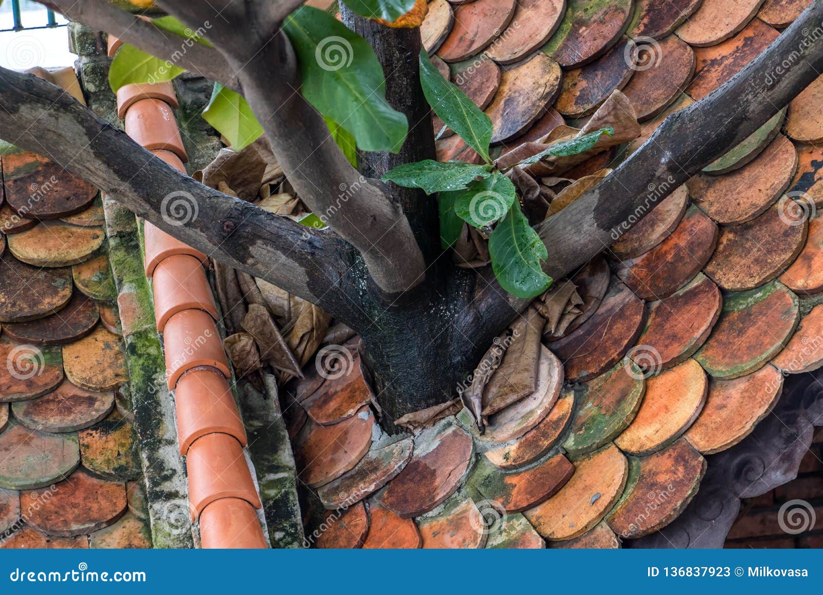 The Tree Grows through the Roof Stock Image - Image of green, growth ...