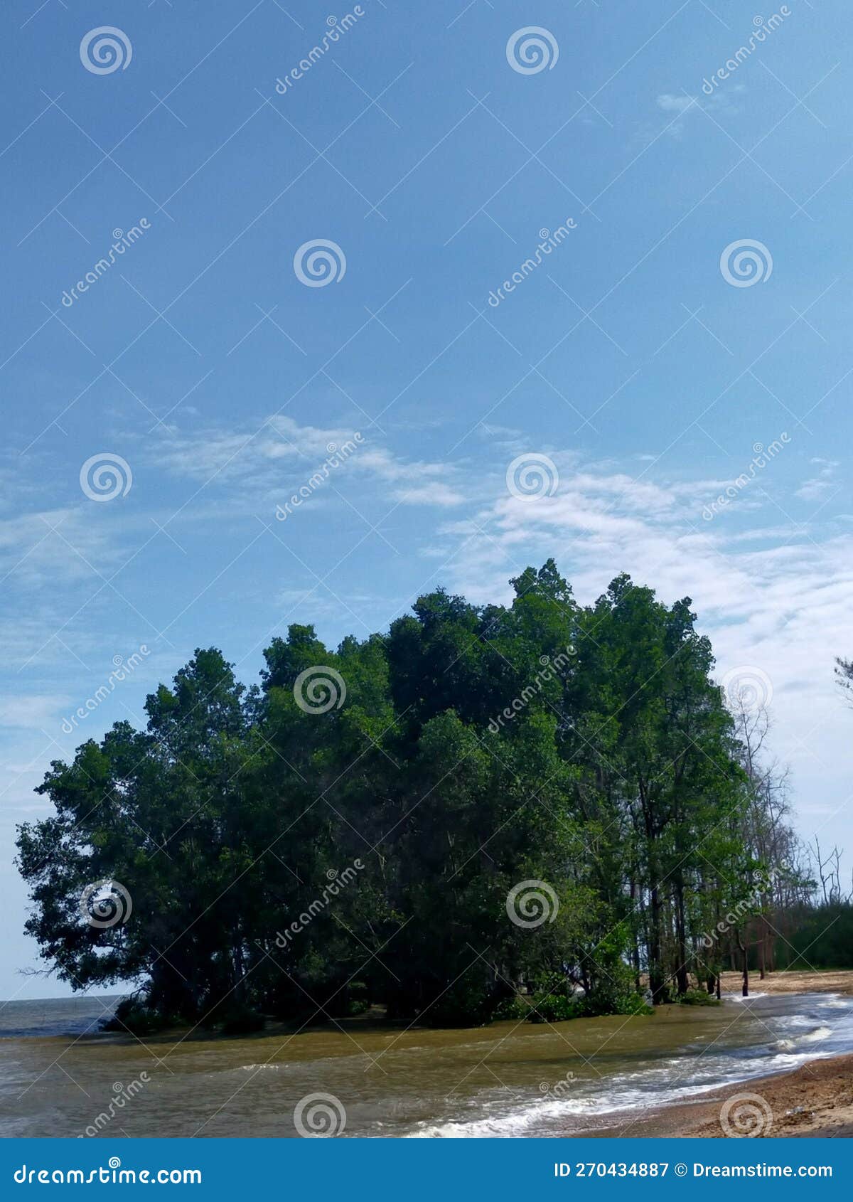 A Tree that Grows by the Sea for Wall Decoration Stock Image - Image of ...