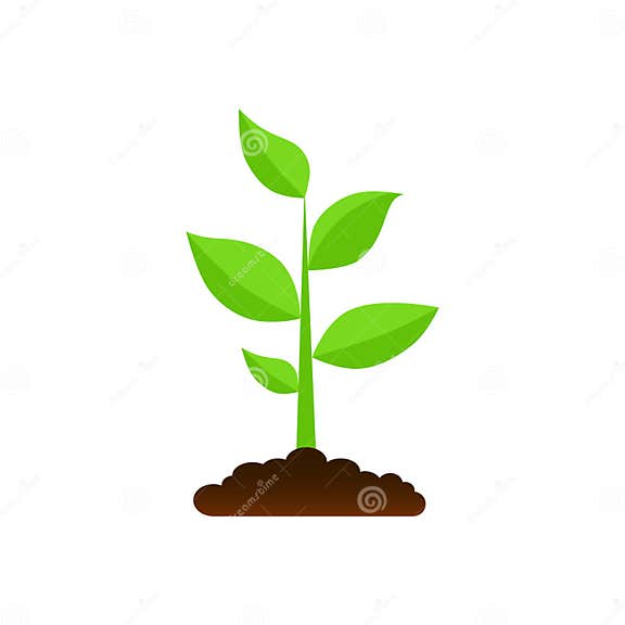Tree Grows from Seed Earth Green Greening Programme Forest Planting ...