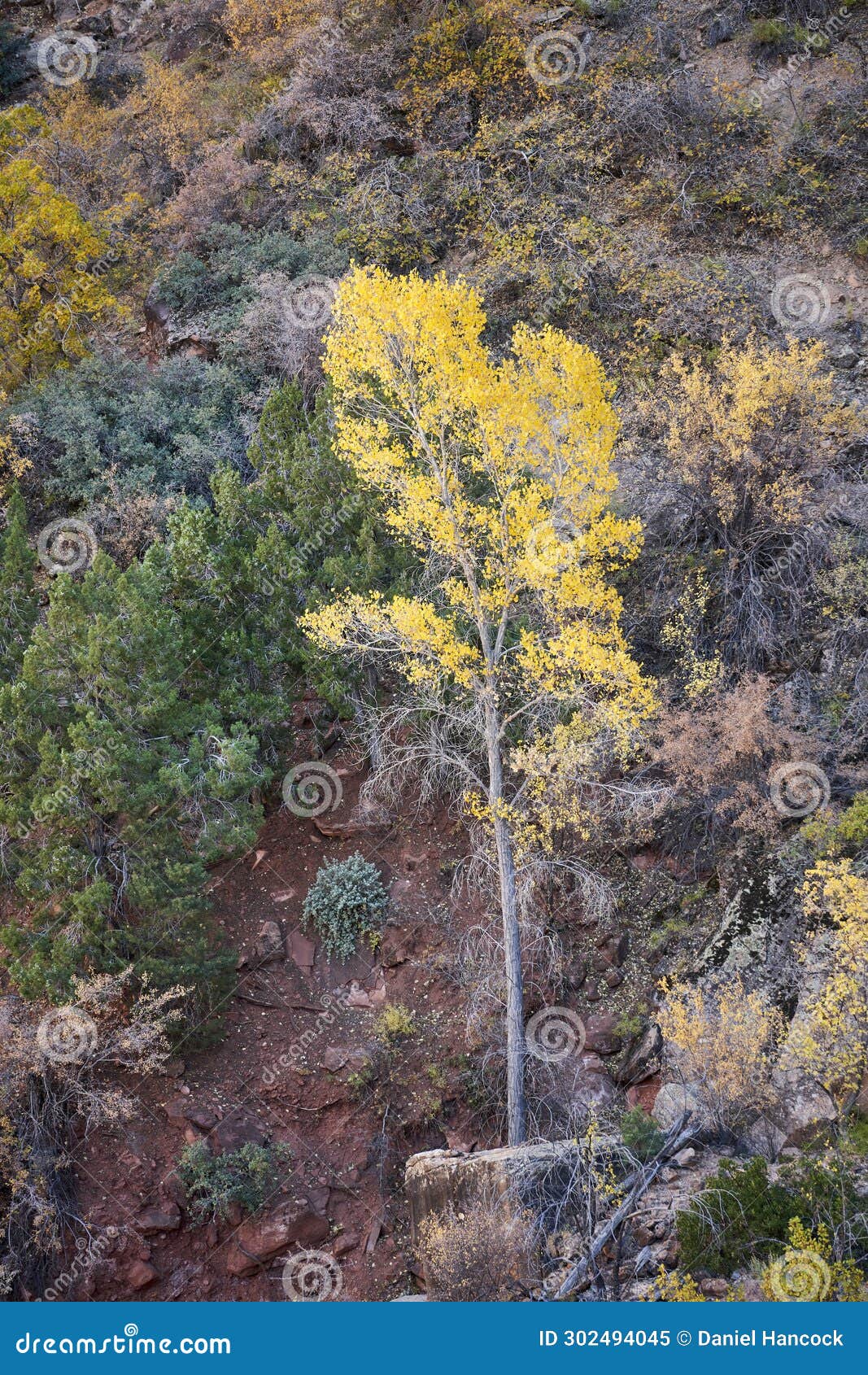 Yellow Tree Growing in Steep Mountainside Stock Image - Image of ...