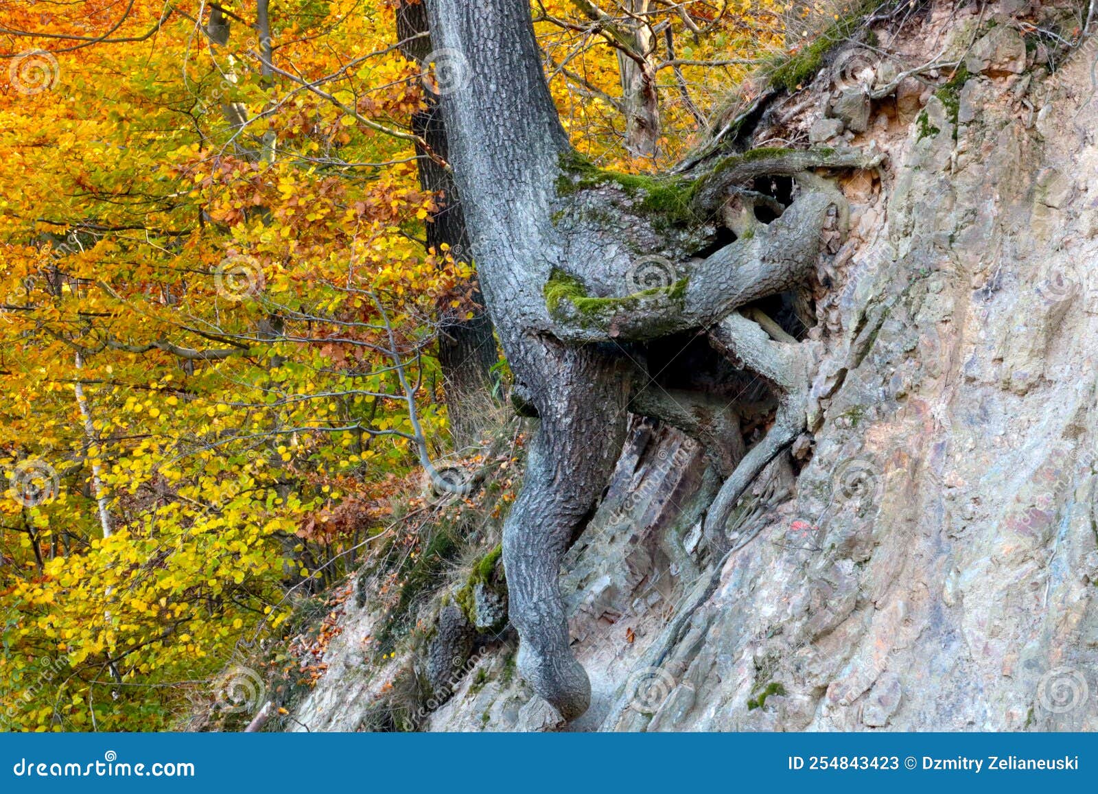 A Tree Grows on the Slope of the Mountain. Close-up of the Tree Roots ...