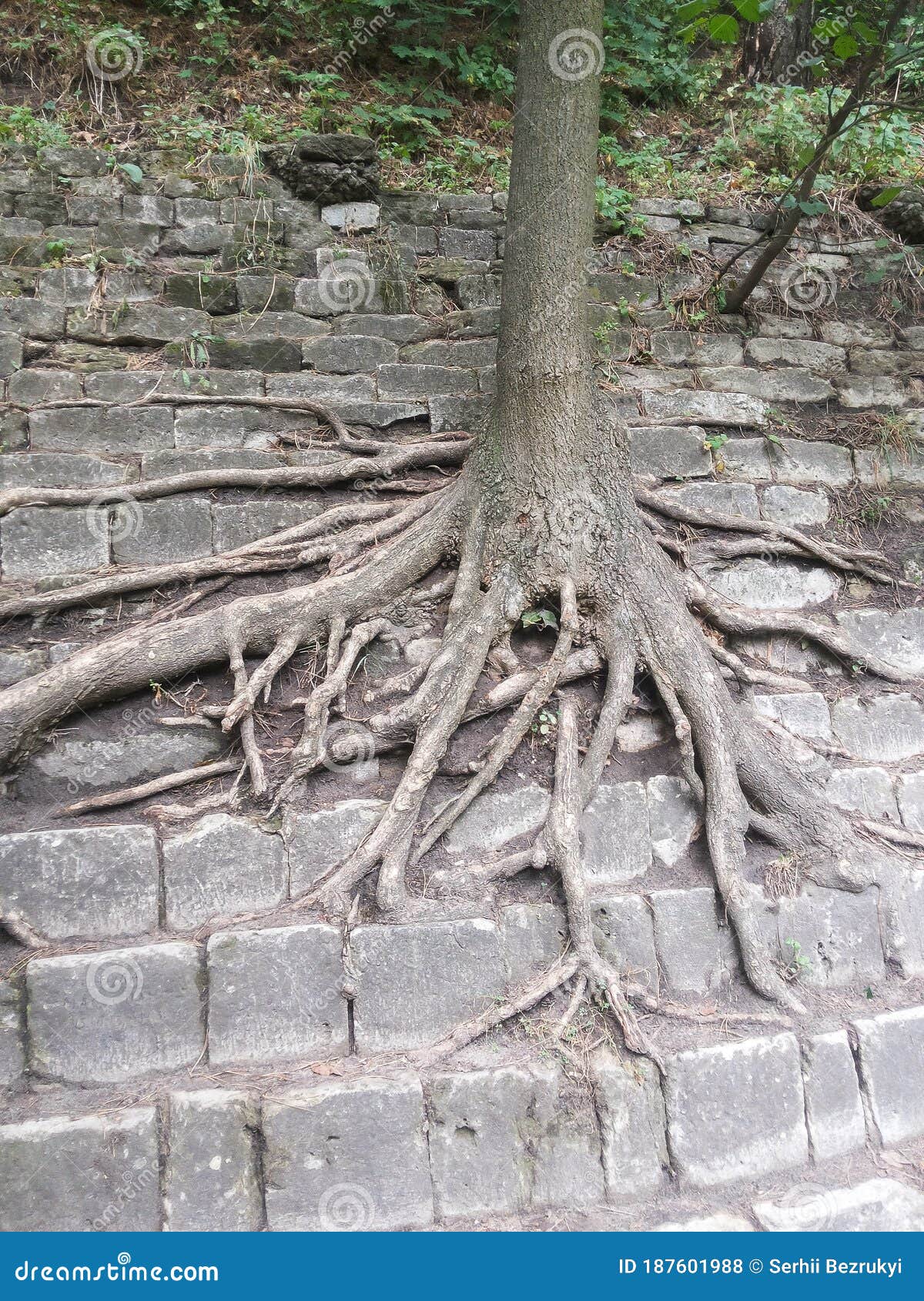 The Tree Grows on a Stone Slope of a Step Pyramid. Long Branches of ...