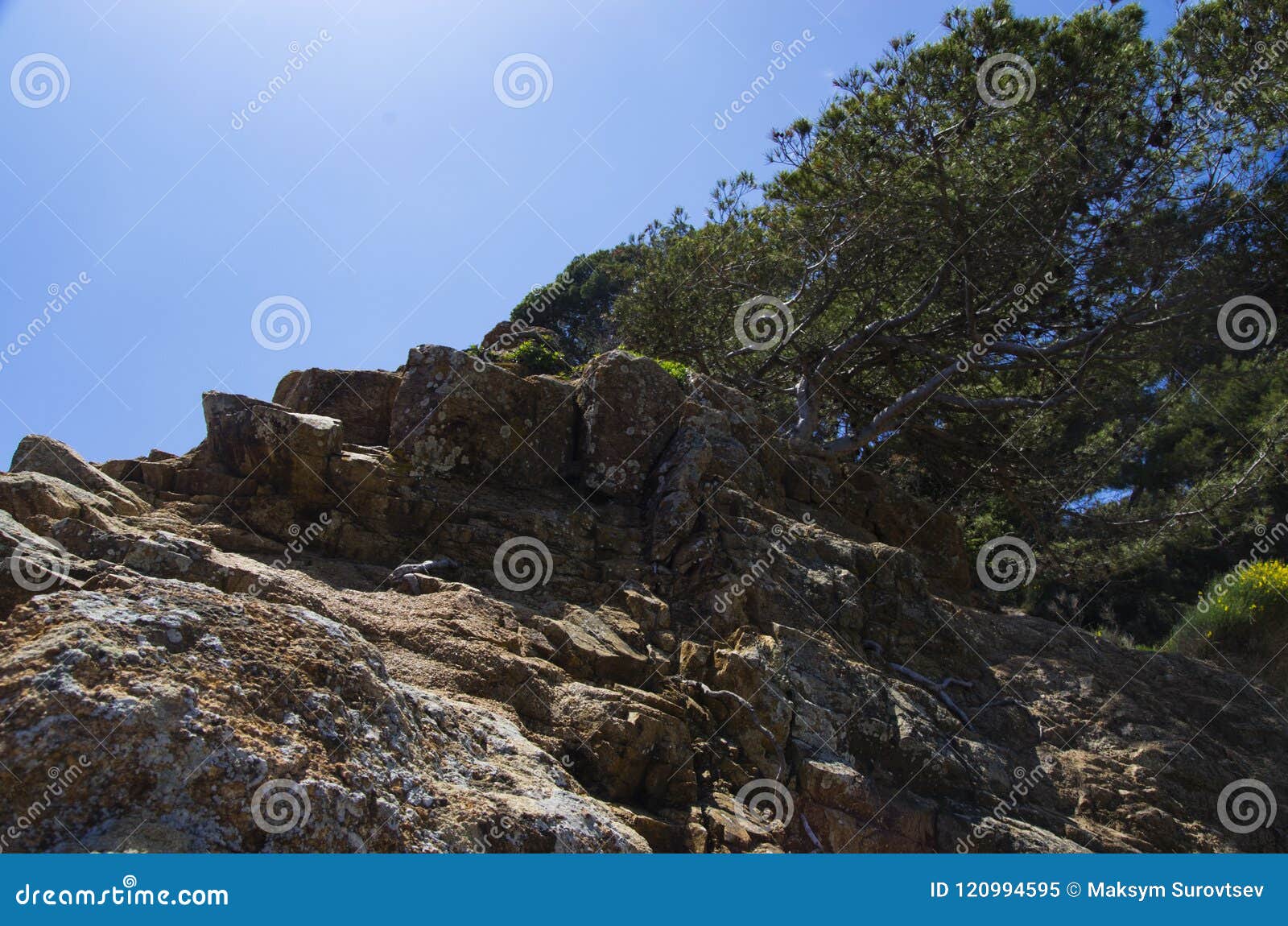 The Tree Grows on a Stone Slope Stock Image - Image of root, hill ...