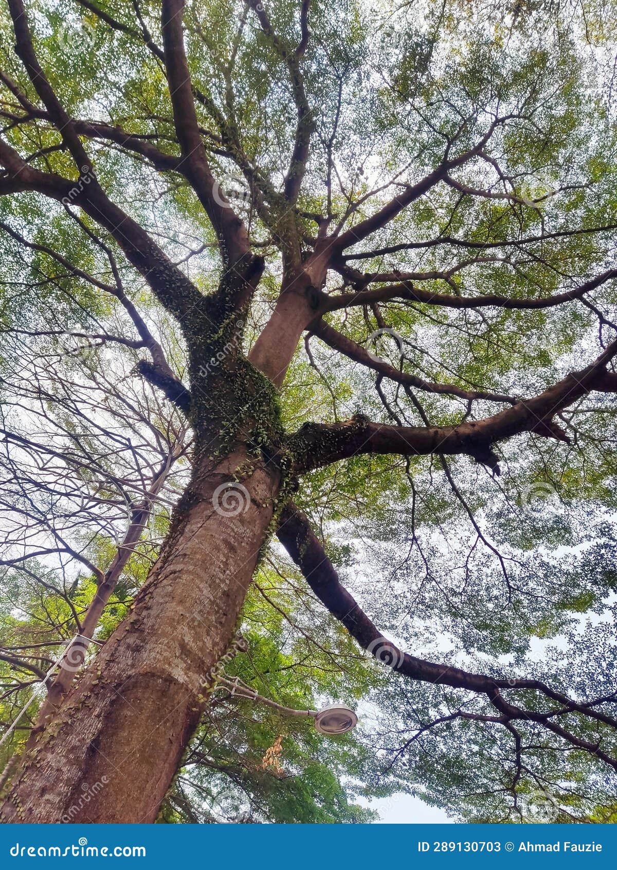 A Tree that Grows with a Sturdy Trunk and Dense Leaves Stock Image ...
