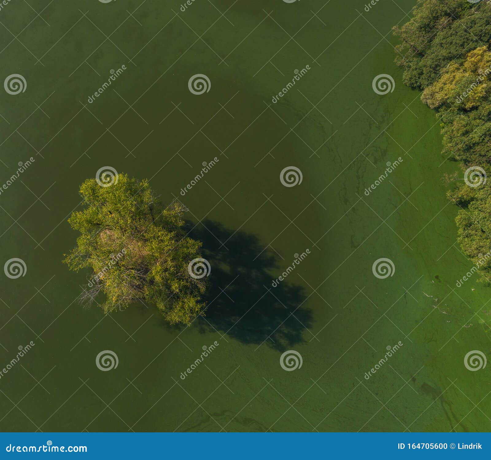 Tree Grows in a Swamp in the Middle of Green Water Stock Photo - Image ...