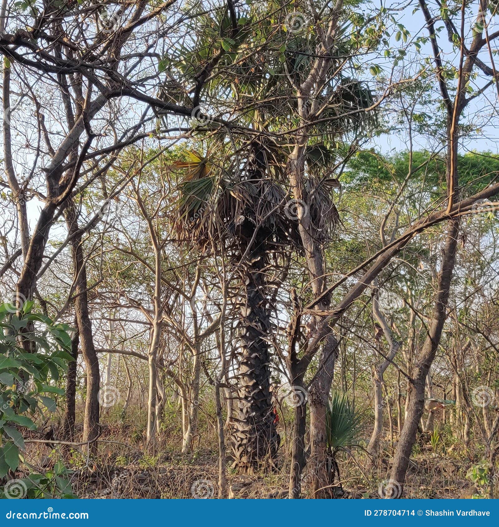 A Tree that Grows Thorns on Its Body for Protection Stock Photo - Image ...