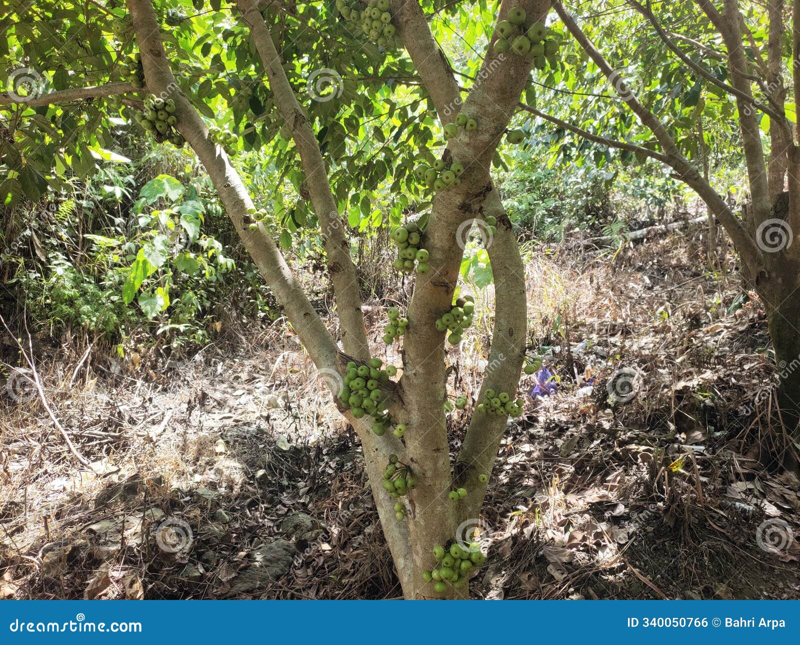 This Tree that Grows in Tropical Forests Has Special Qualities and ...