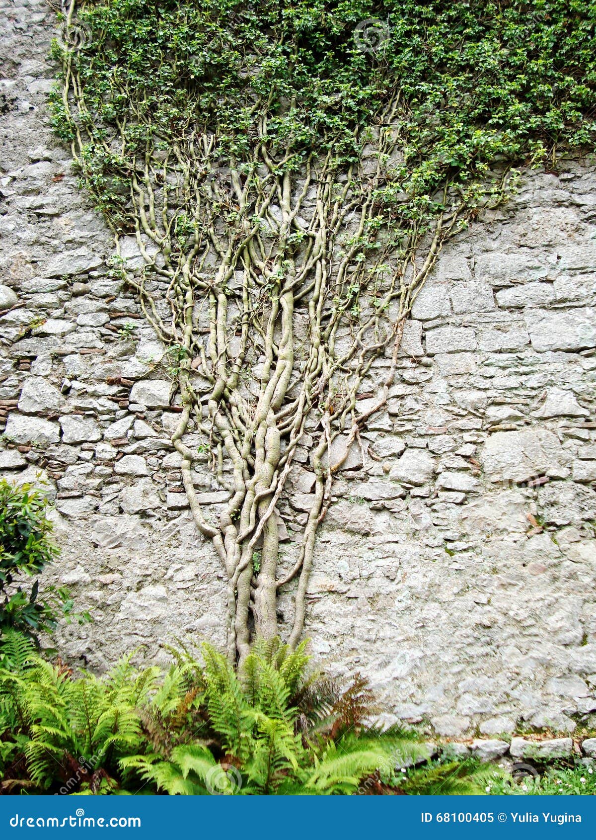 The tree grows up the wall stock image. Image of concepts - 68100405