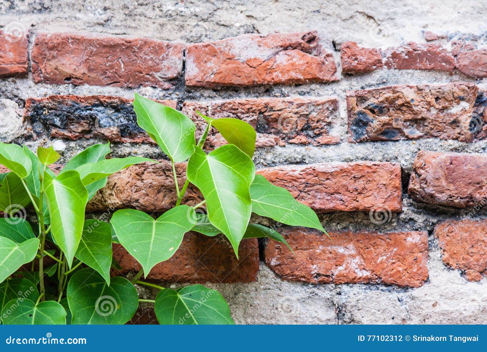 Tree growth on brick wall stock photo. Image of cement - 77102312