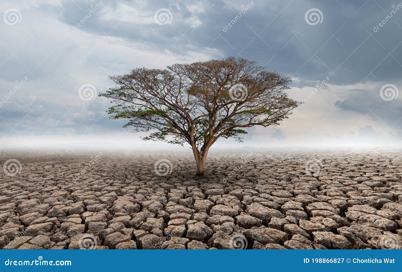 Tree Growth on Cracked Soil in Arid Areas of Landscape Stock Image ...