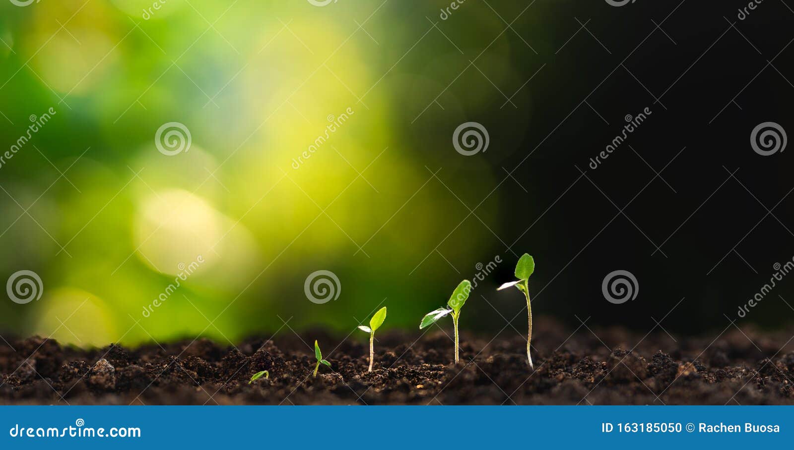 Tree Growth in Nature and Beautiful Lighting Stock Photo - Image of ...