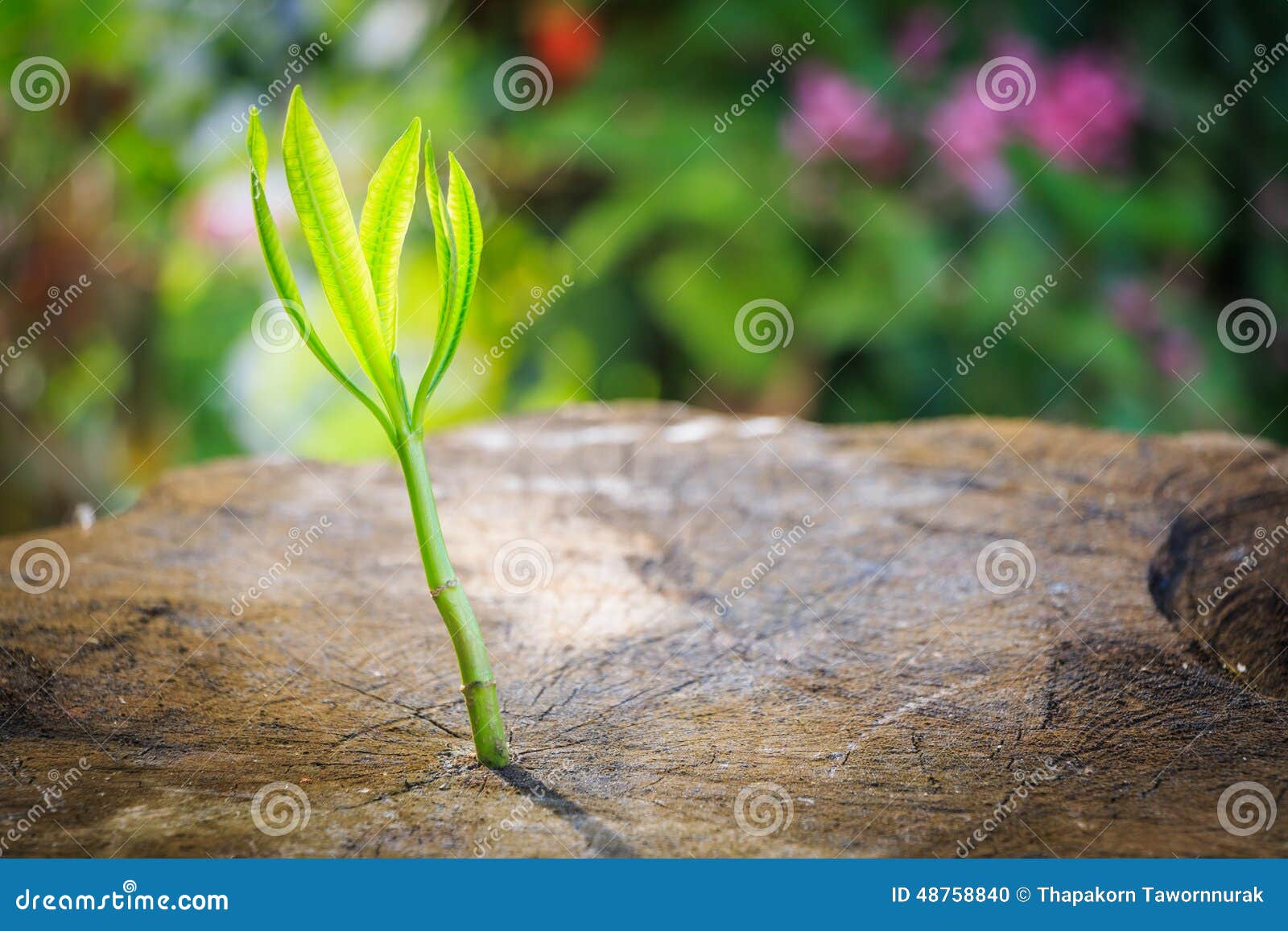 Tree growth stock photo. Image of fracture, change, career - 48758840