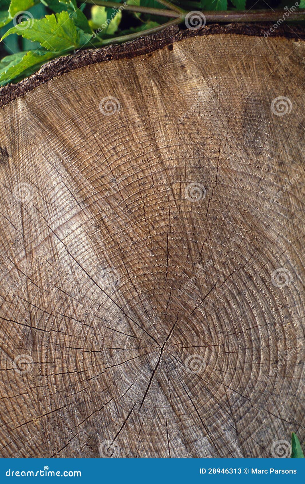 Tree Growth Rings stock image. Image of growth, trunks - 28946313