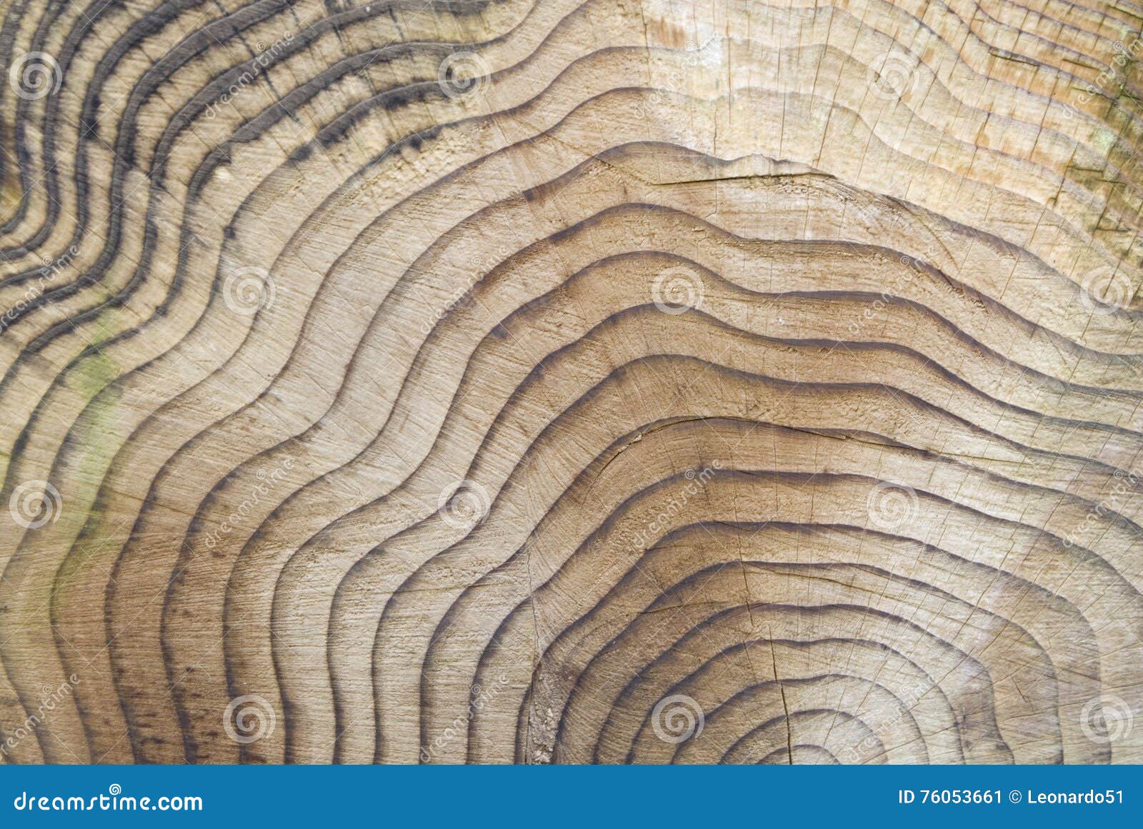Tree Growth Rings for Background Stock Image - Image of rings, lumber ...