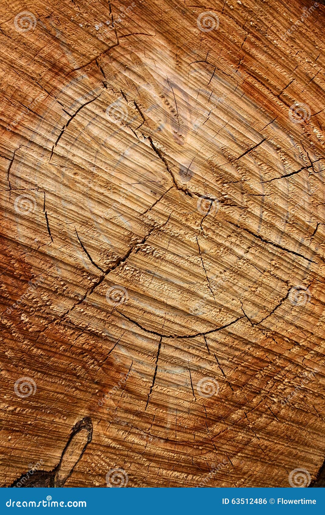 Tree Growth Rings and Grain Stock Photo - Image of rings, grain: 63512486