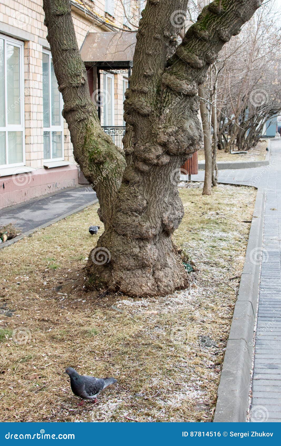 Tree growths on the trunk stock photo. Image of outdoor - 87814516