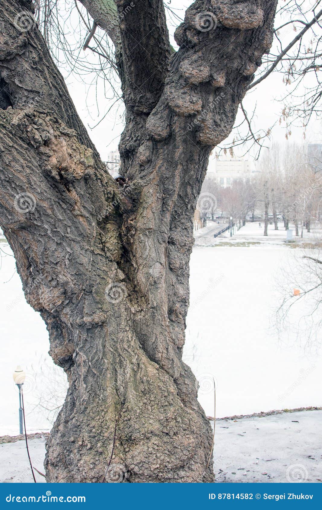 Tree growths on the trunk stock photo. Image of branch - 87814582