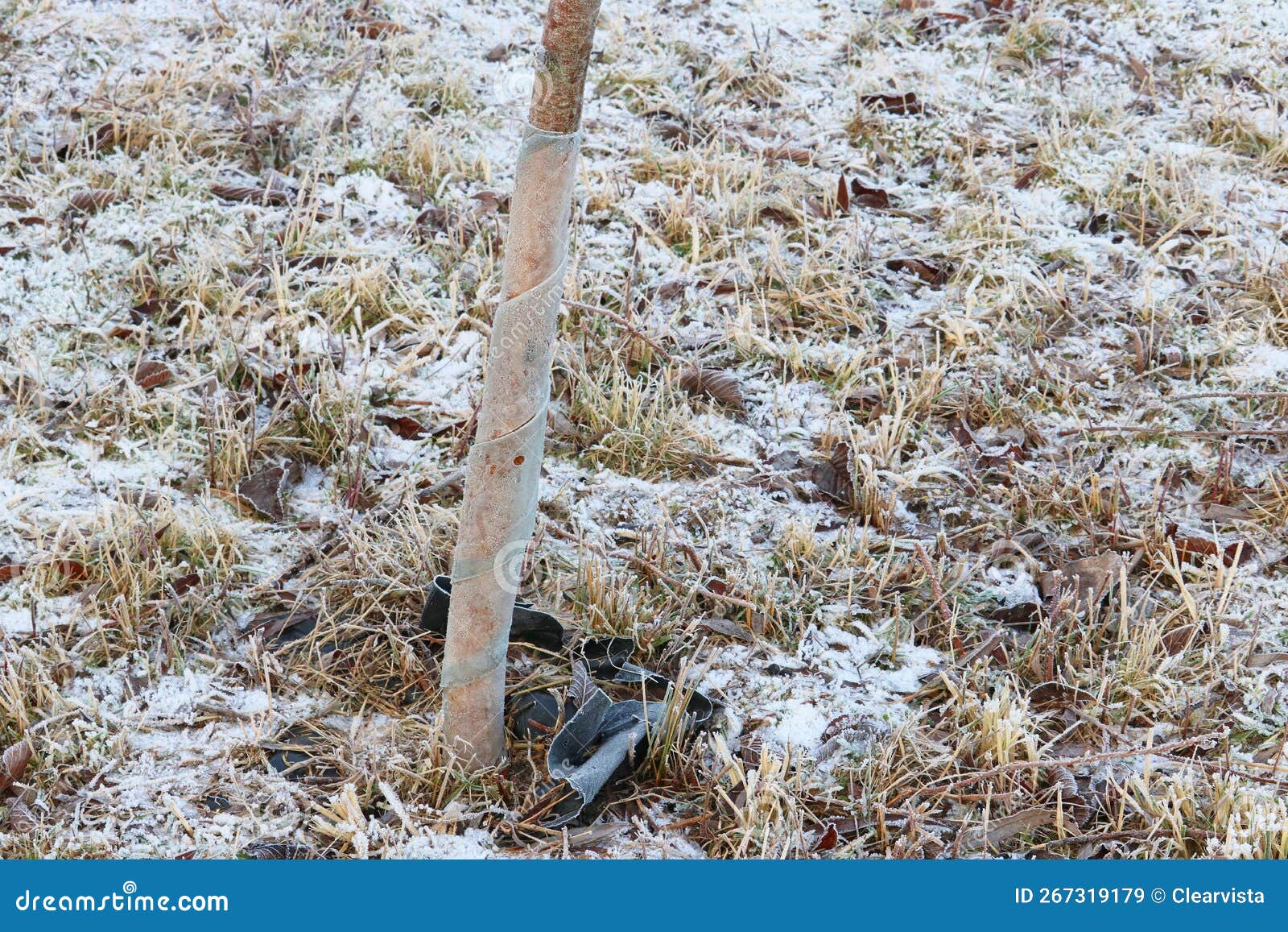 A Tree Guard or Collar To Protect the Tree Bark. Stock Image - Image of ...